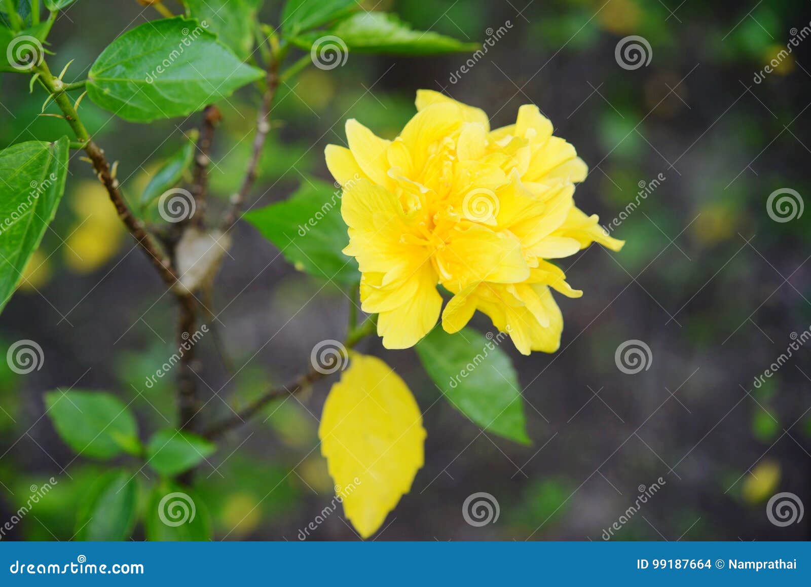 Yelloe flower stock photo. Image of plant, garden, yellow - 99187664