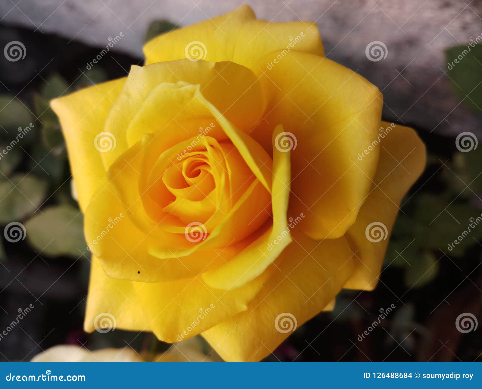Yelloow rose stock photo. Image of yelloow, rose, flower - 126488684
