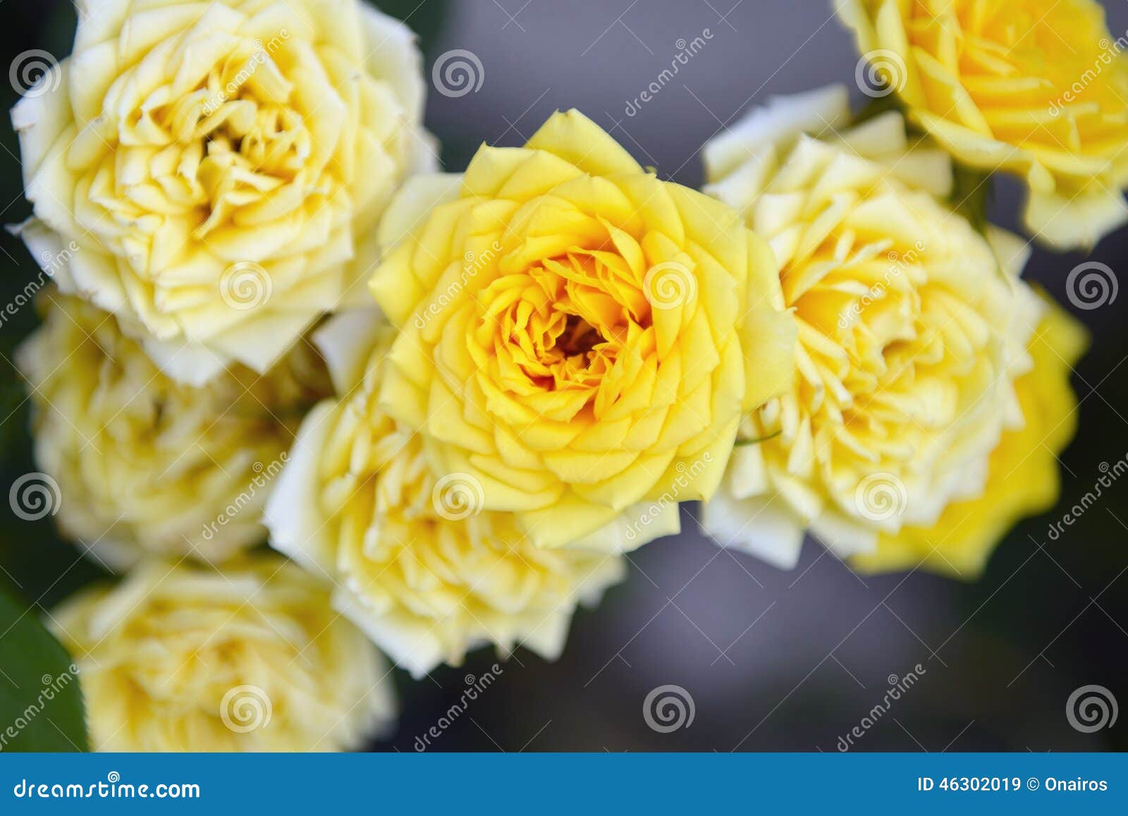 Yelloow roses stock image. Image of fresh, beautiful - 46302019