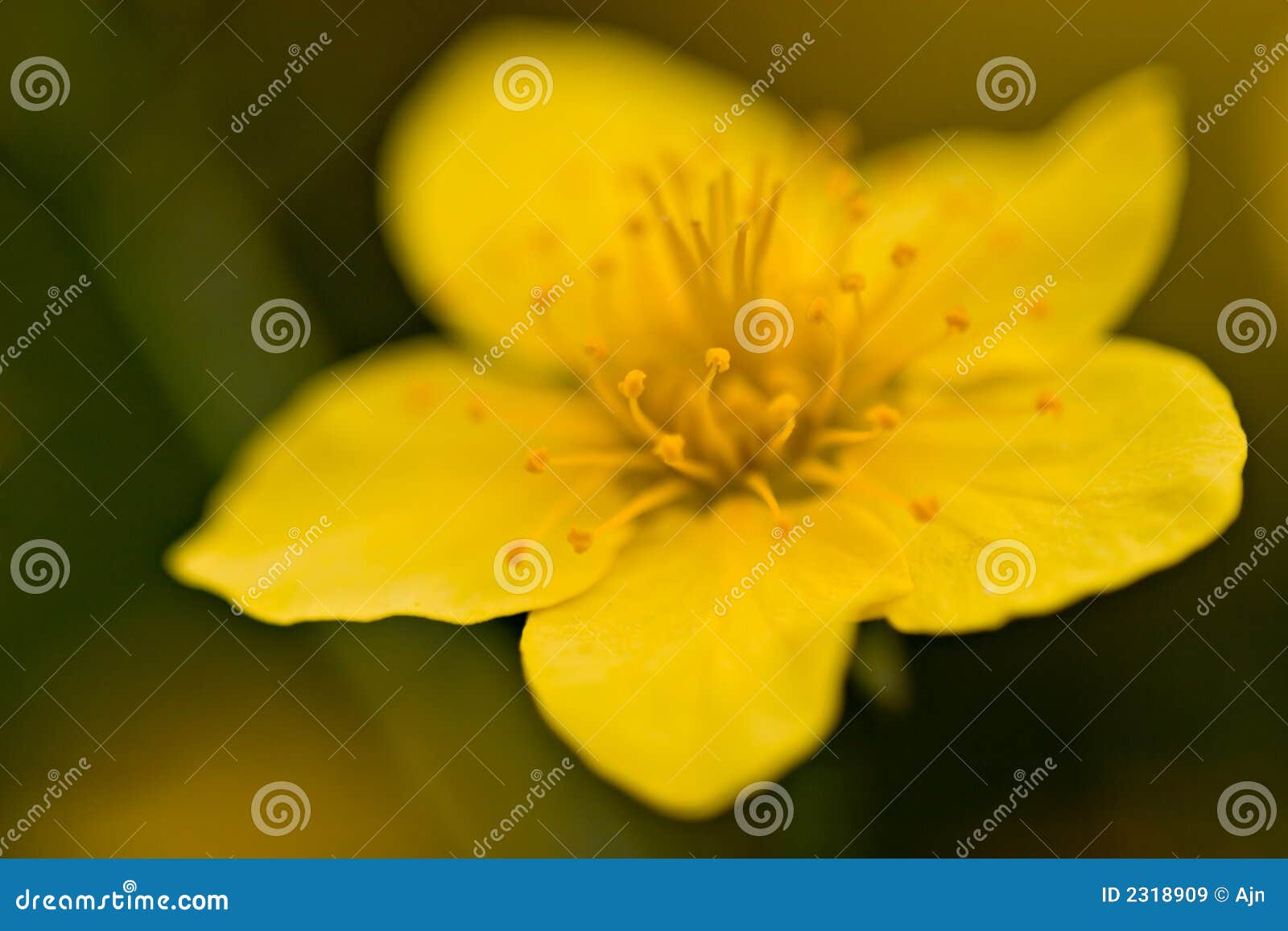 Yellow stock image. Image of nature, summer, fragile, green - 2318909