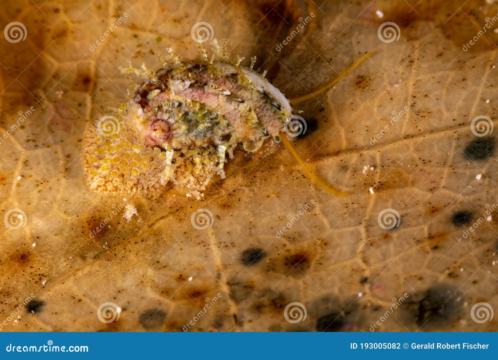 Yellow abalone stock photo. Image of yellow, pool, swimming - 193005082