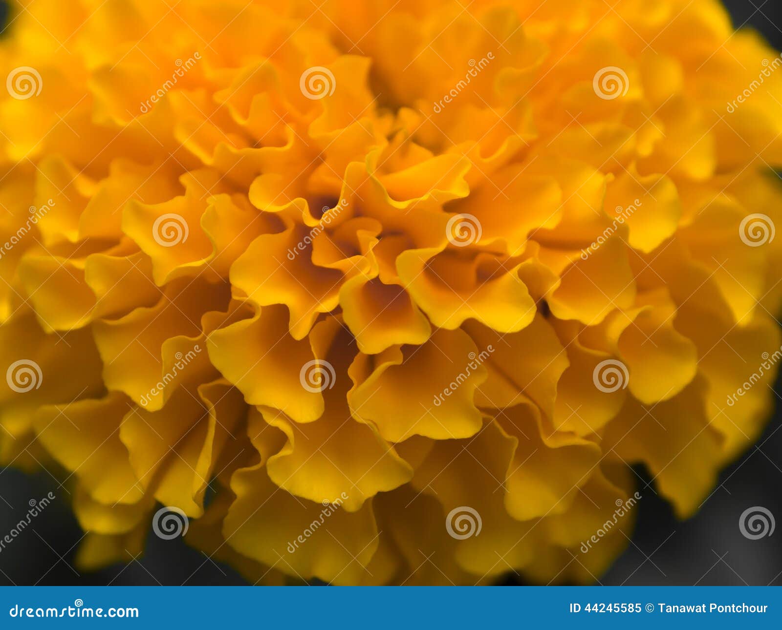 Yellow Abstract Marigold Flower Stock Image - Image of marigold, beauty ...