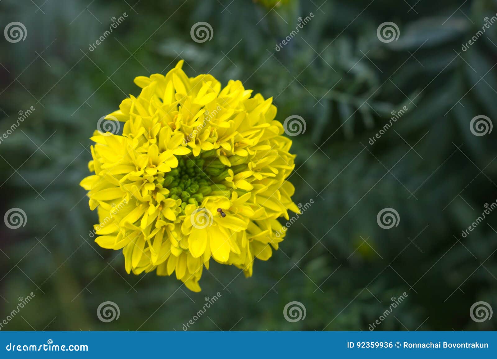 Yellow Abstract Marigold Flower Stock Photo - Image of orange, color ...