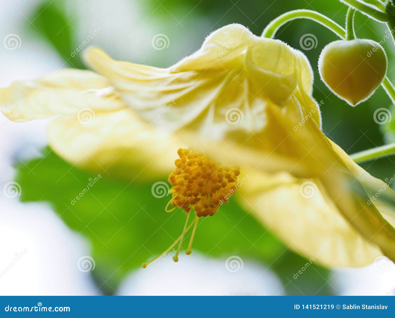 Yellow Abutilon Flower Close Up, Soft Focus. Stock Image - Image of ...