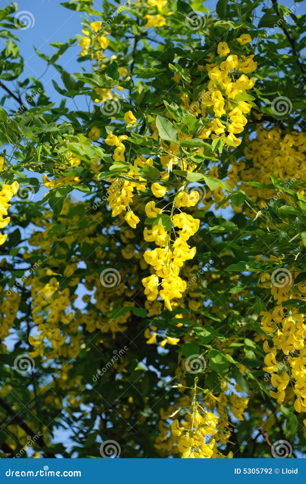 Yellow acacia stock photo. Image of floral, natural, plant - 5305792