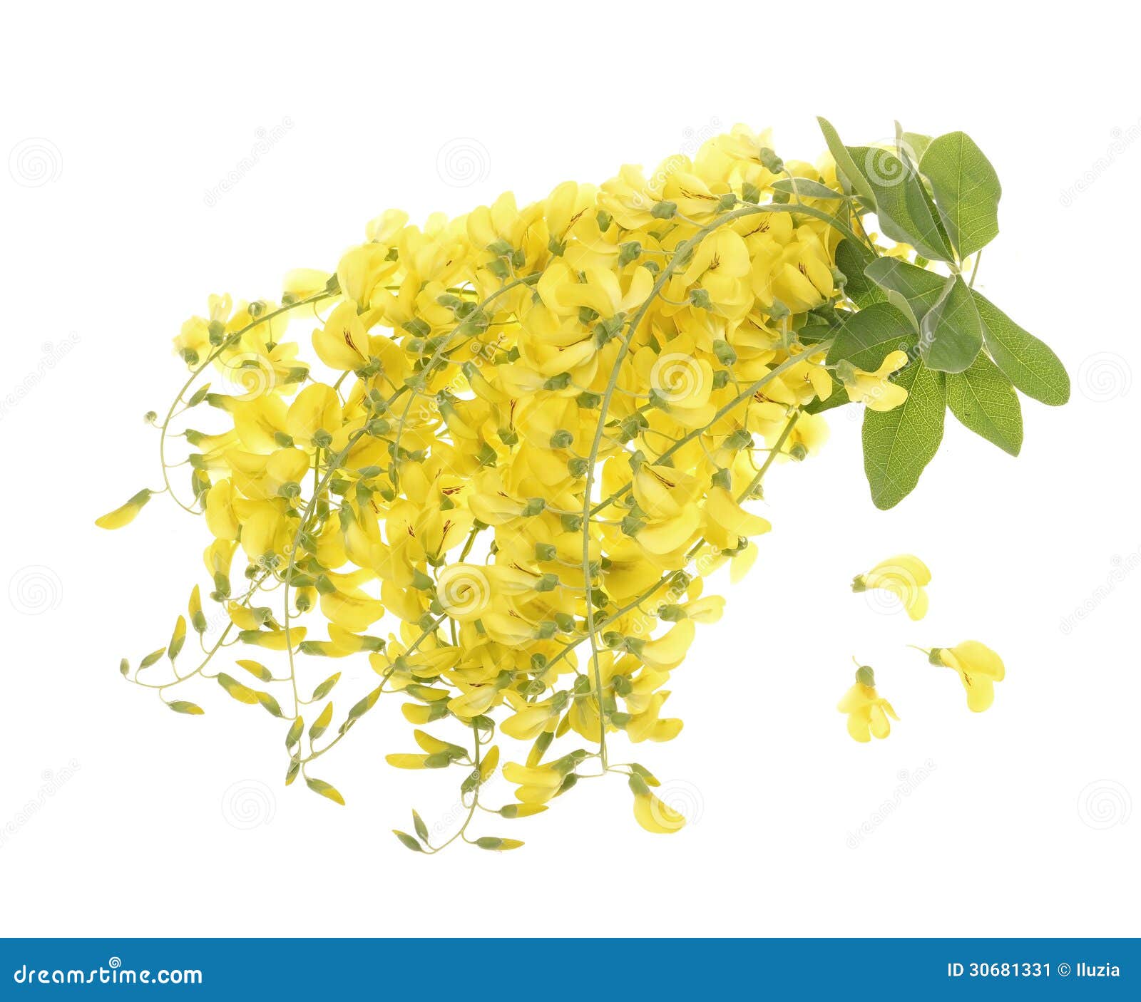 Yellow acacia stock image. Image of bright, gift, background - 30681331