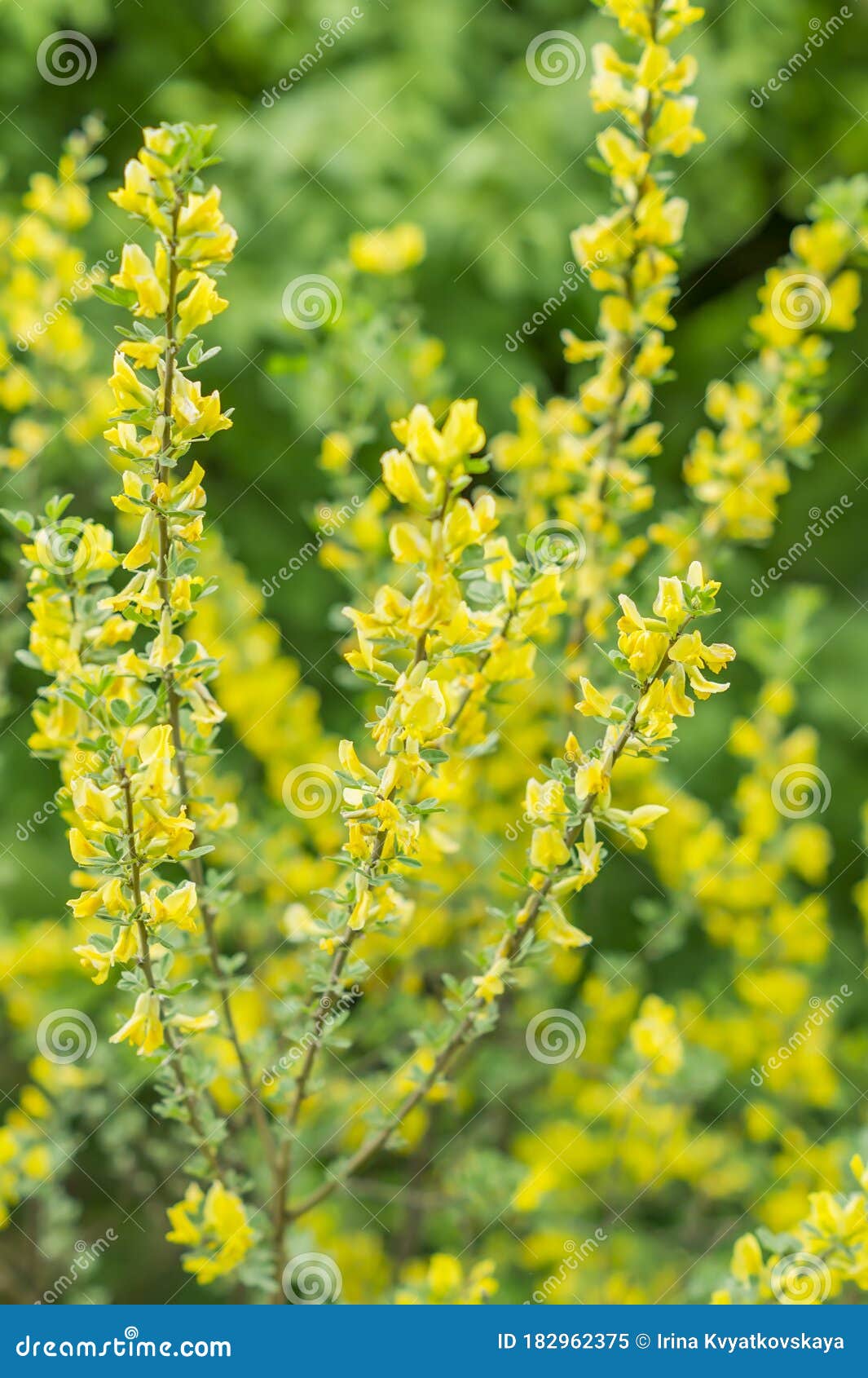 Yellow acacia in blossom stock image. Image of petal - 182962375