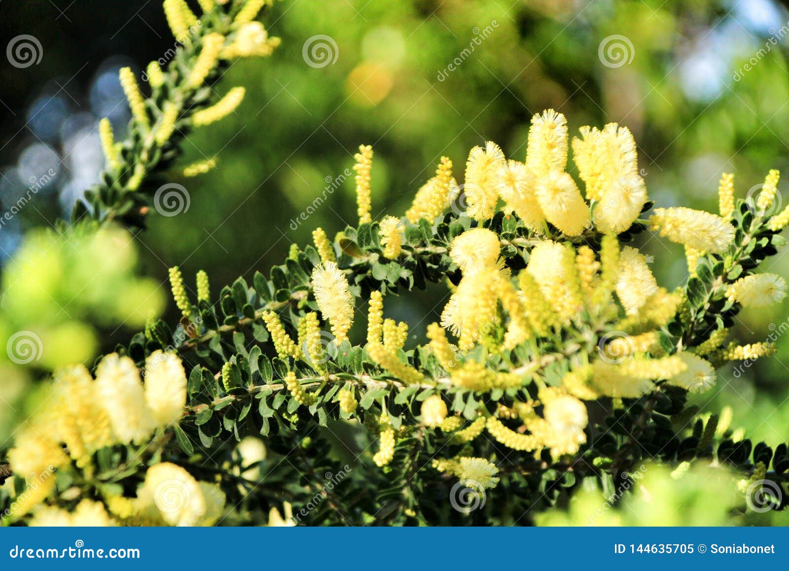 Yellow Acacia Dealbata in the Garden Stock Image - Image of flora ...