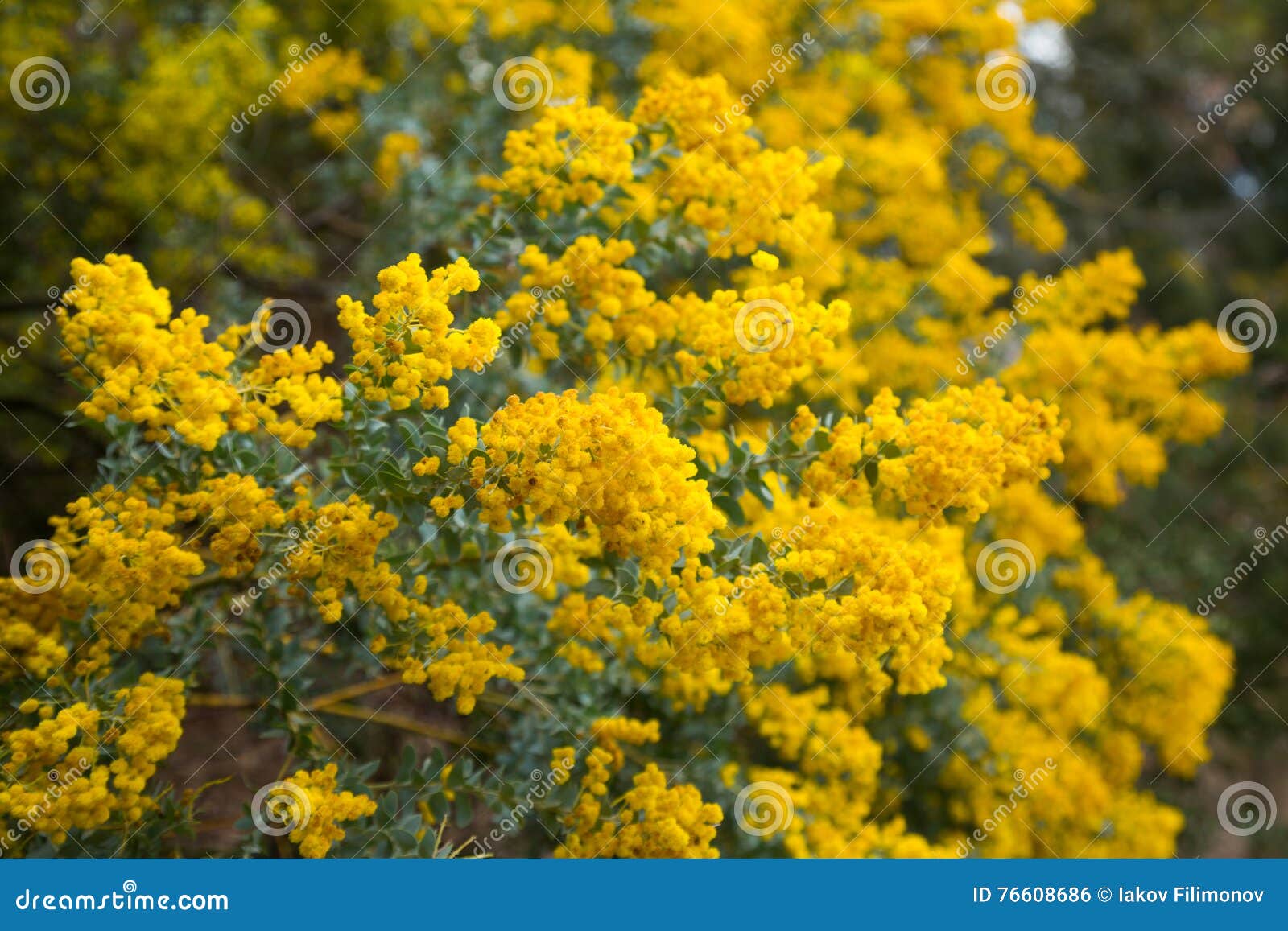 Yellow acacia howittii stock photo. Image of botany, bush - 76608686