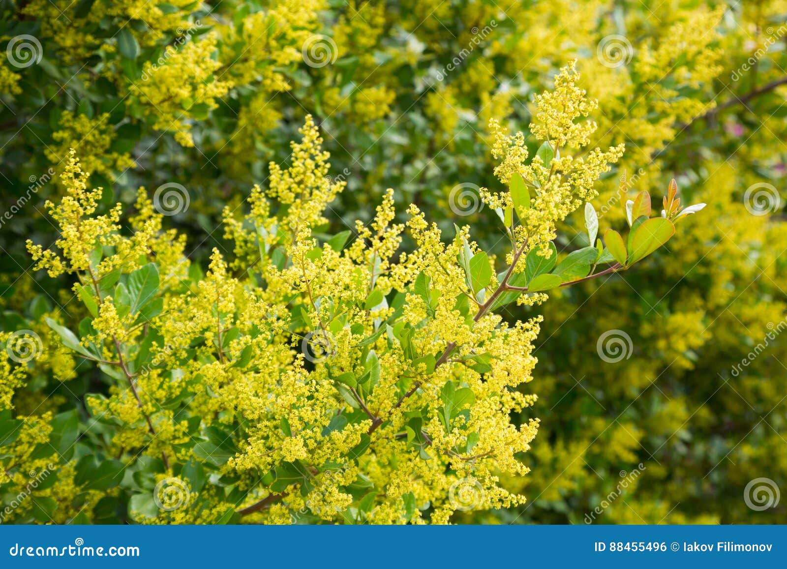 Yellow acacia howittii stock photo. Image of australian - 88455496