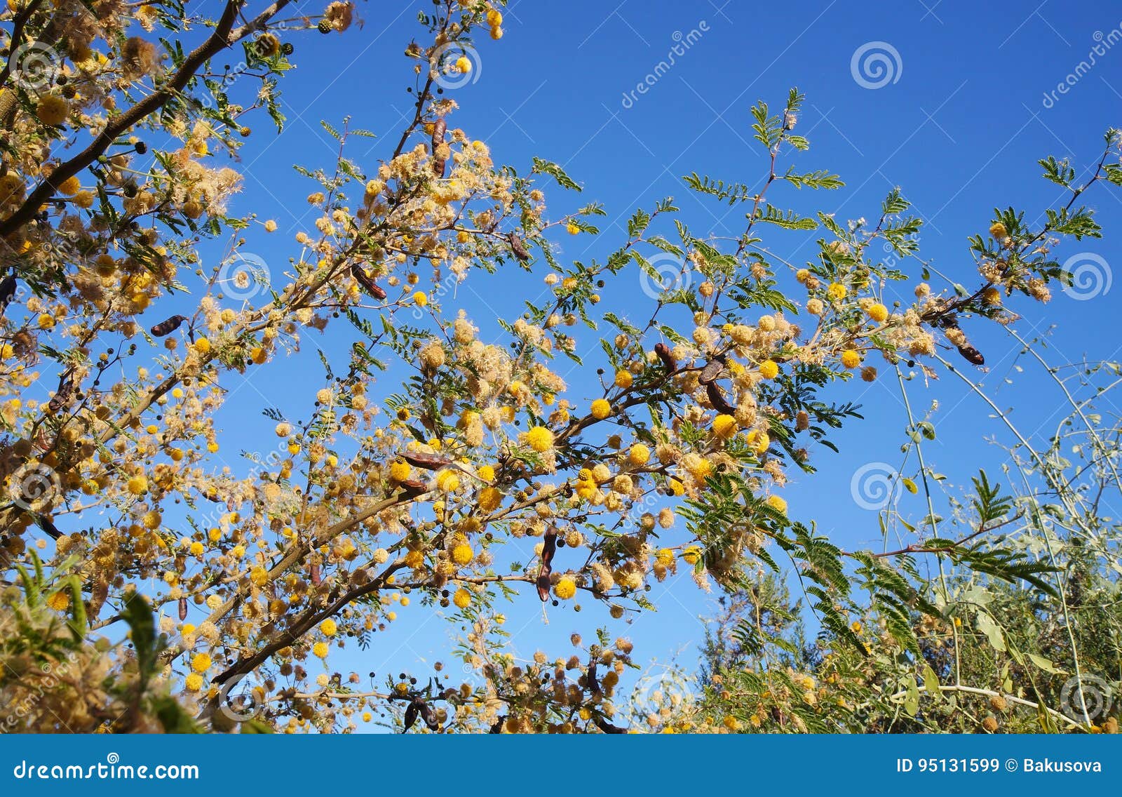Yellow Acacia Mimosa Blossom Stock Image - Image of close, closeup ...