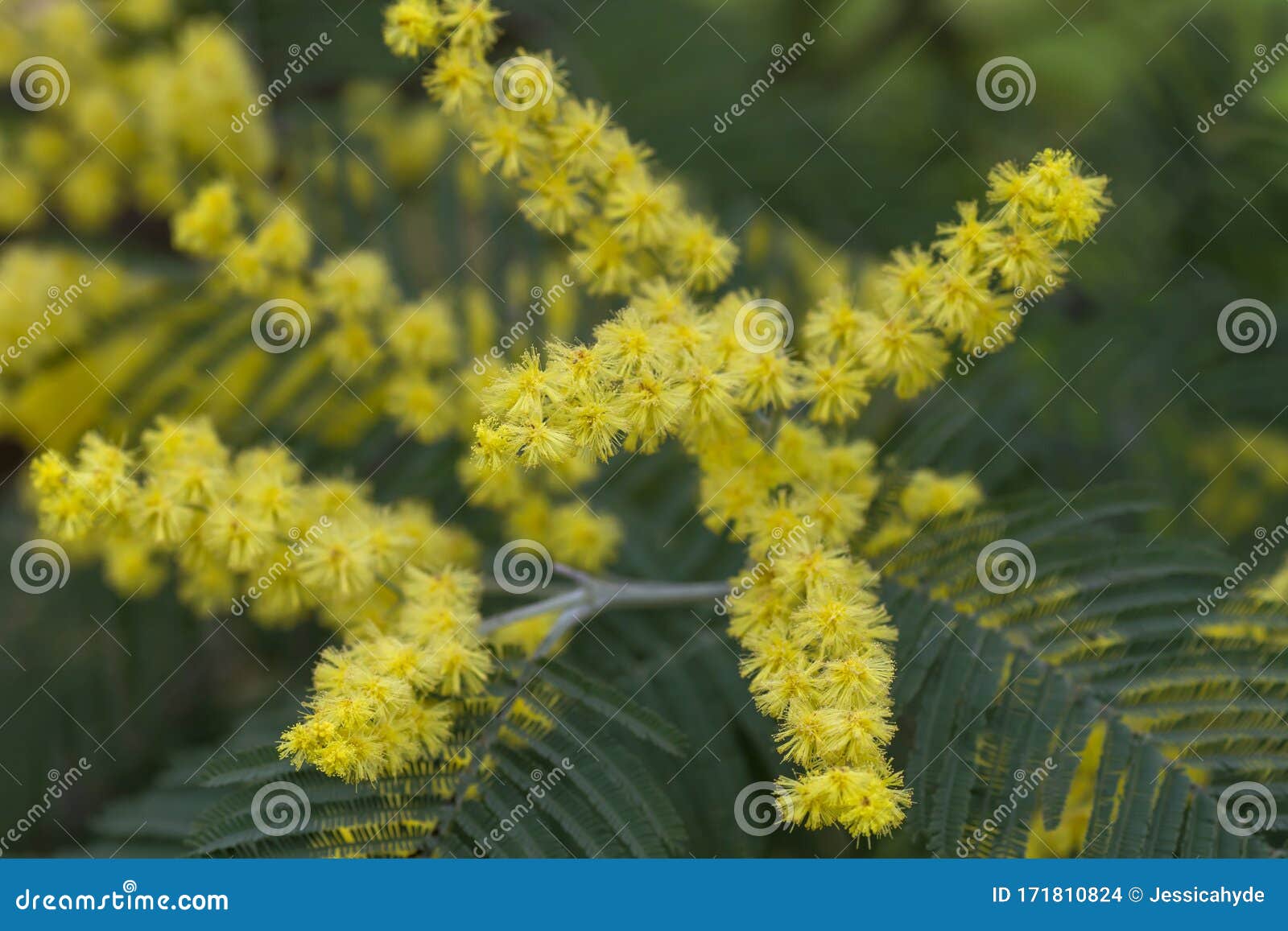 Yellow Acacia Mimosa Flowers Stock Photo - Image of decorative ...