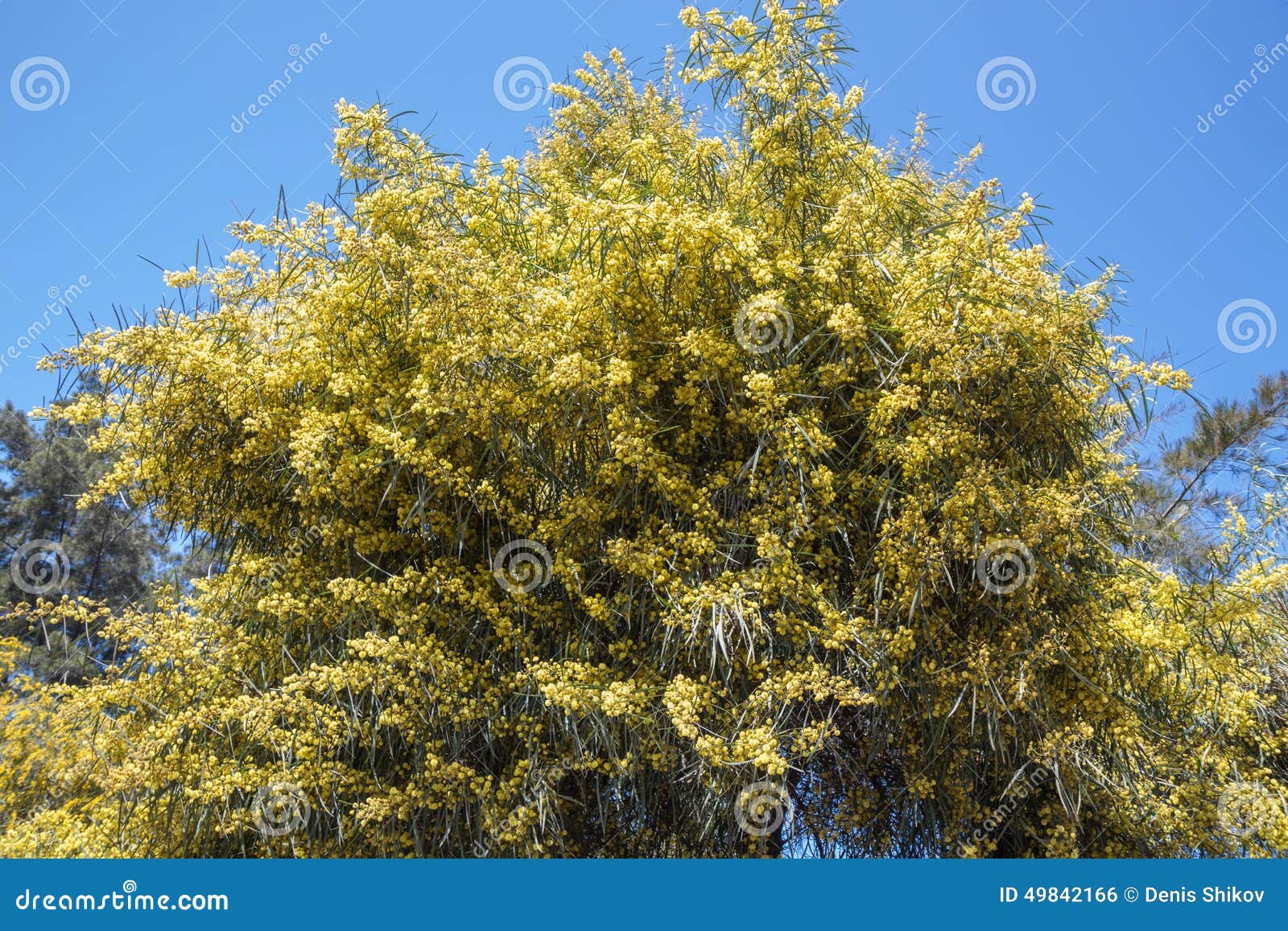 Yellow acacia. Tree. stock photo. Image of plant, texture - 49842166
