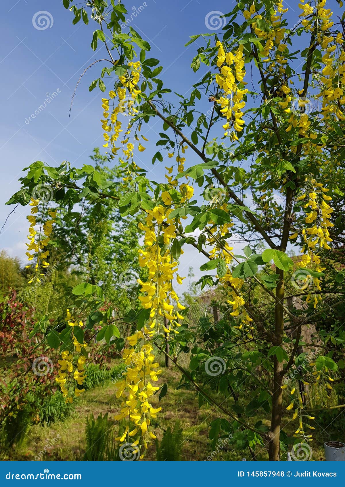 Yellow acacia tree stock photo. Image of acacia, nature - 145857948