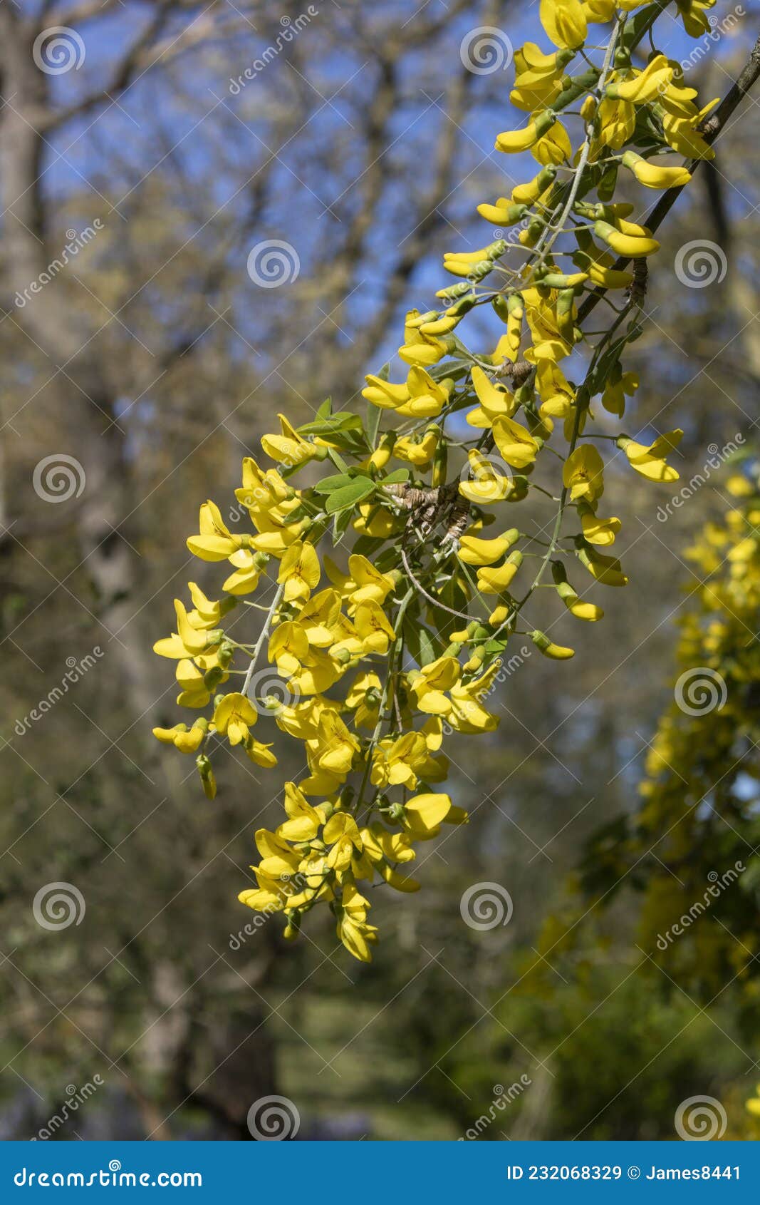 Yellow acacia stock image. Image of nature, natural - 232068329