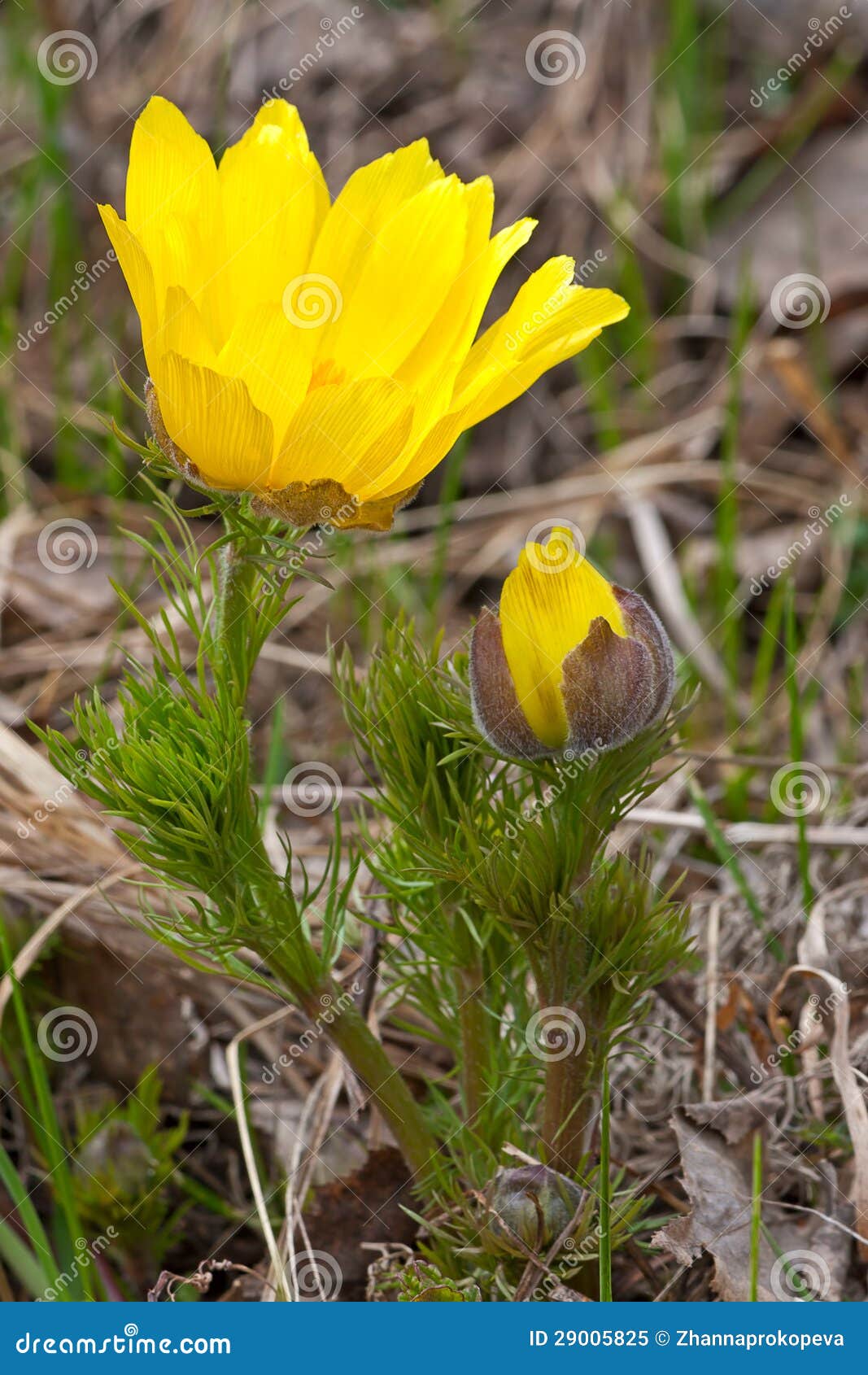 Yellow Adonis stock image. Image of botany, nature, flora - 29005825