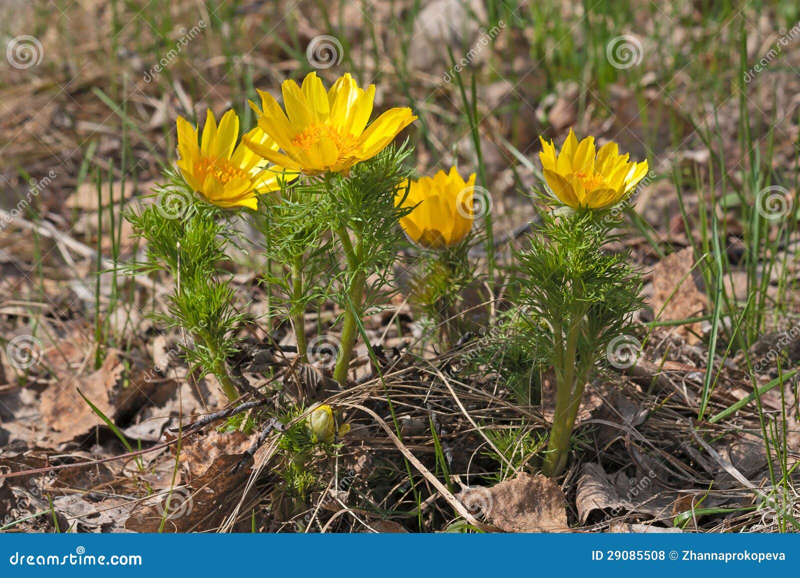 Yellow Adonis stock photo. Image of leaves, plant, russia - 29085508