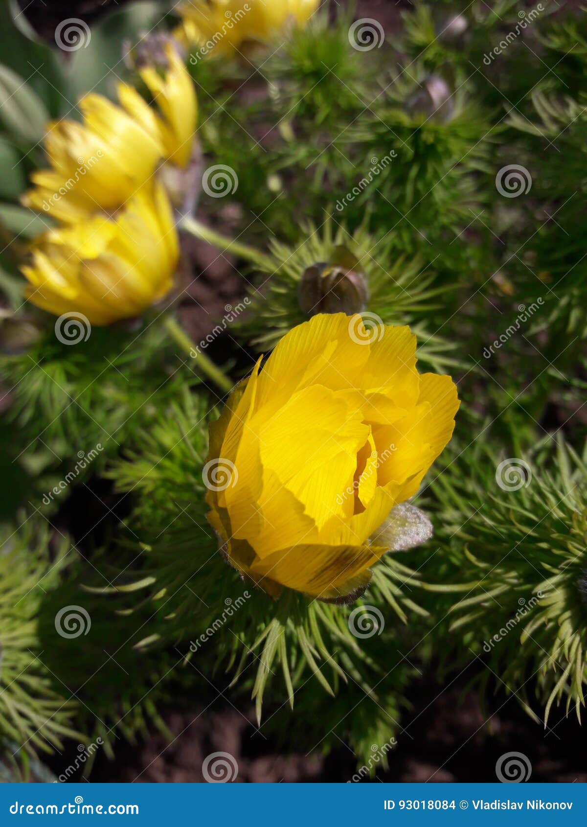 Yellow Adonis stock photo. Image of city, green, side - 93018084
