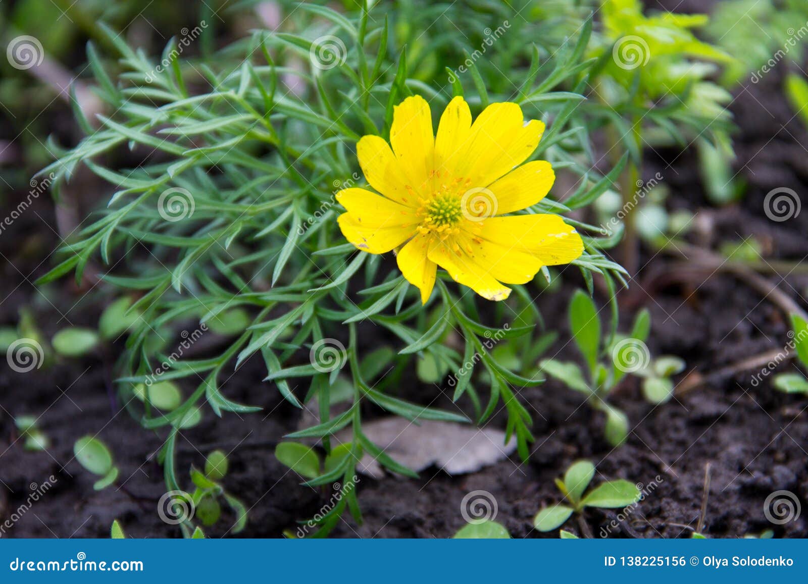 Yellow Adonis Flower in Garden on Spring Stock Photo - Image of flora ...