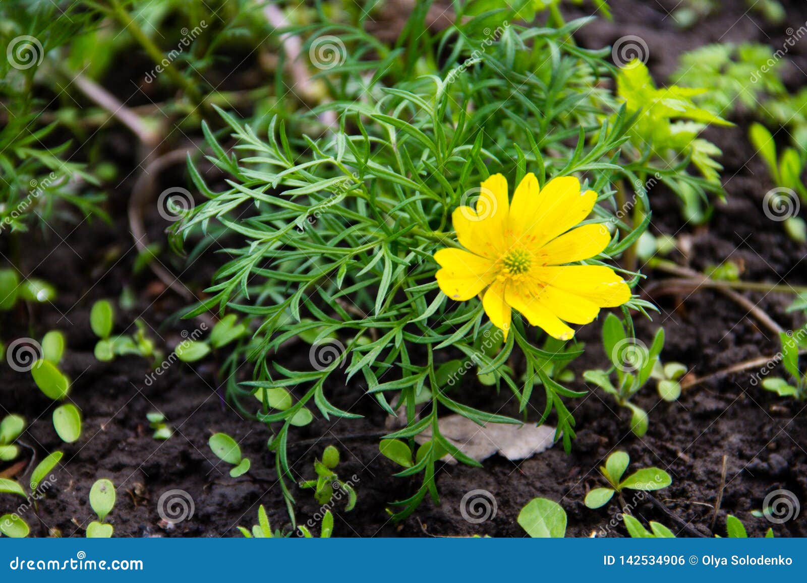 Yellow Adonis Flower in Garden on Spring Stock Photo - Image of march ...