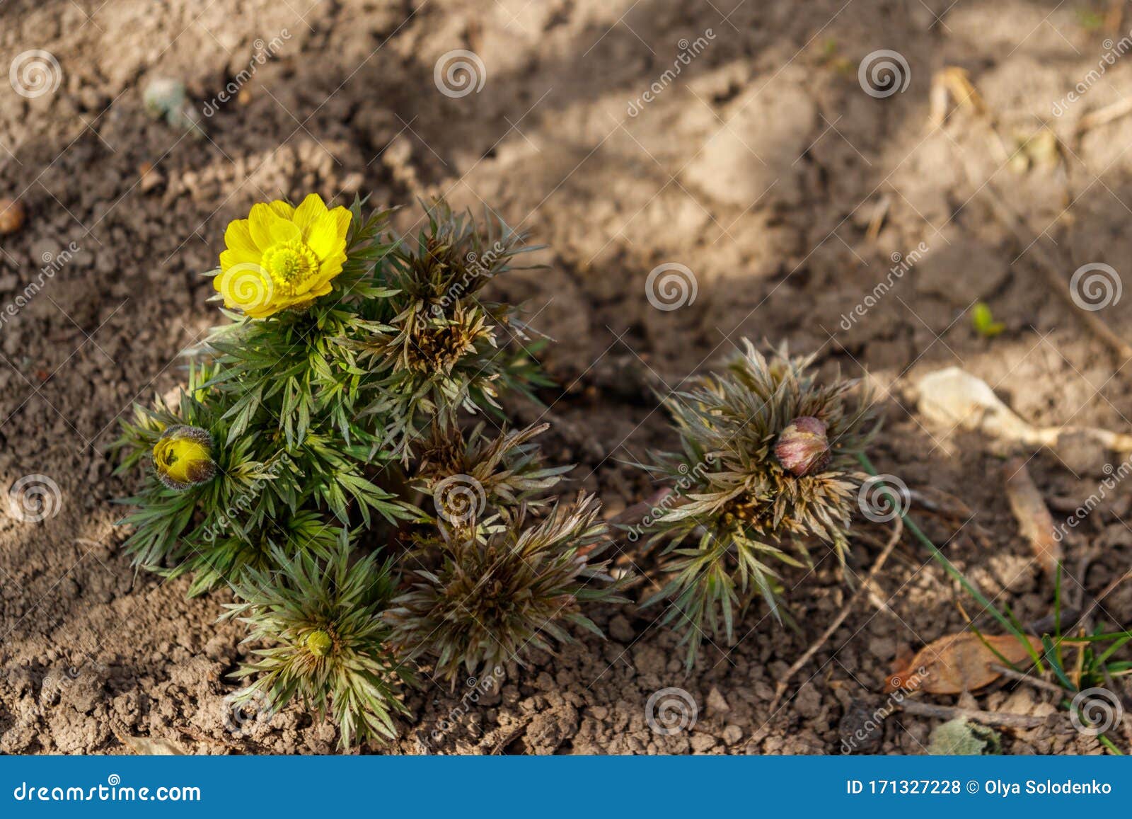 Yellow Adonis Flower in Garden on Spring Stock Photo - Image of early ...
