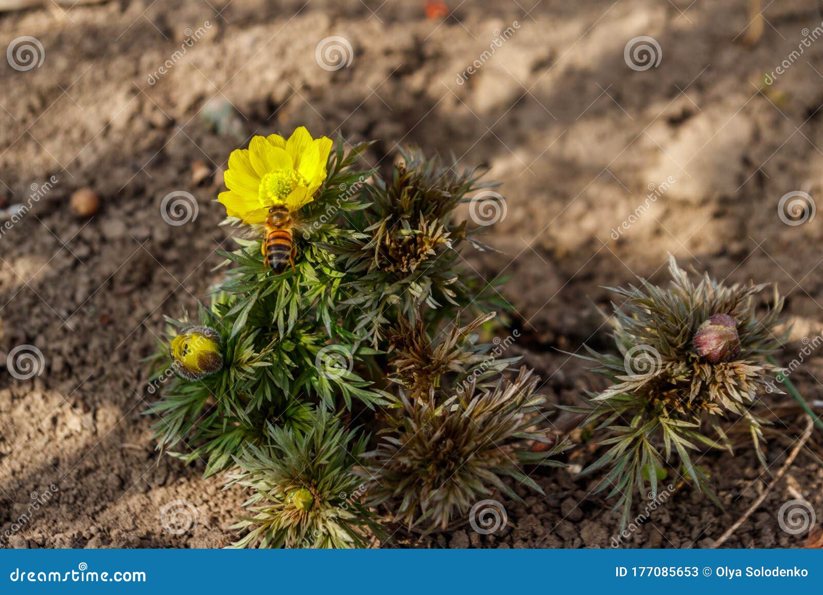 Yellow Adonis Flower in Garden on Spring Stock Image - Image of lush ...