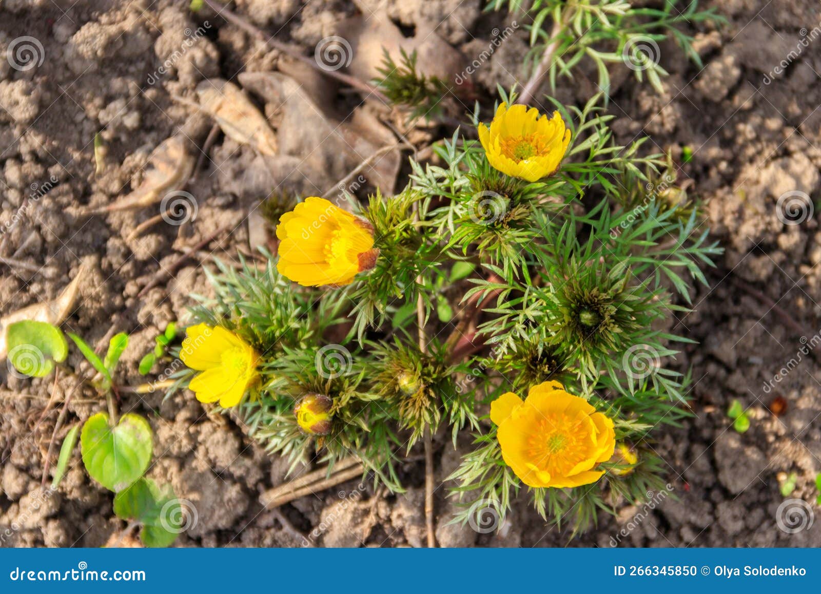 Yellow Adonis Flower in Garden on Spring Stock Photo - Image of floral ...