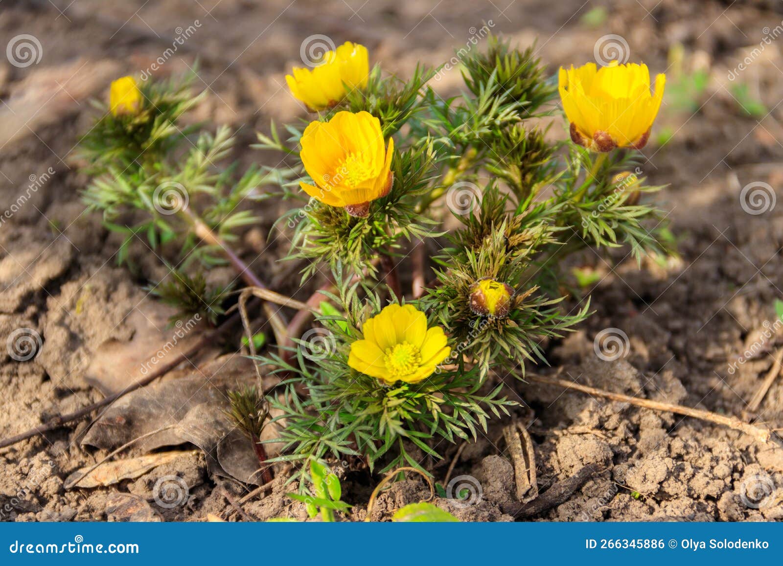Yellow Adonis Flower in Garden on Spring Stock Photo - Image of growth ...