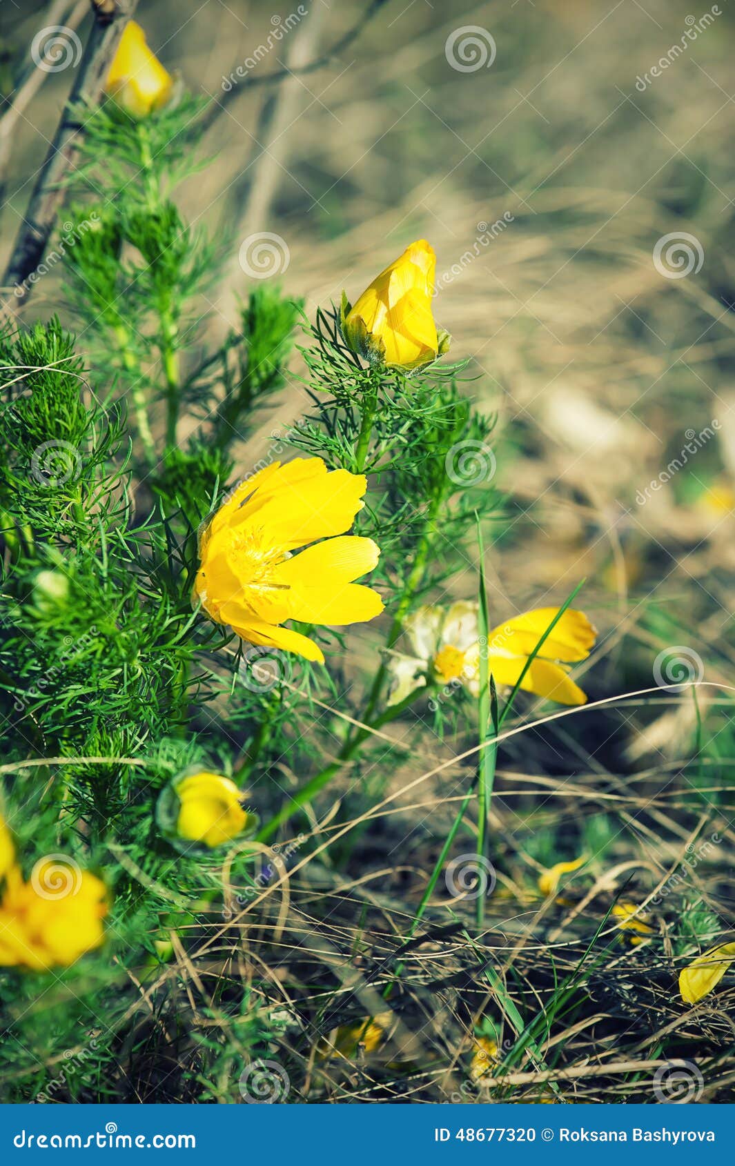 Yellow Adonis Flower in Nature Stock Photo - Image of green, bloom ...
