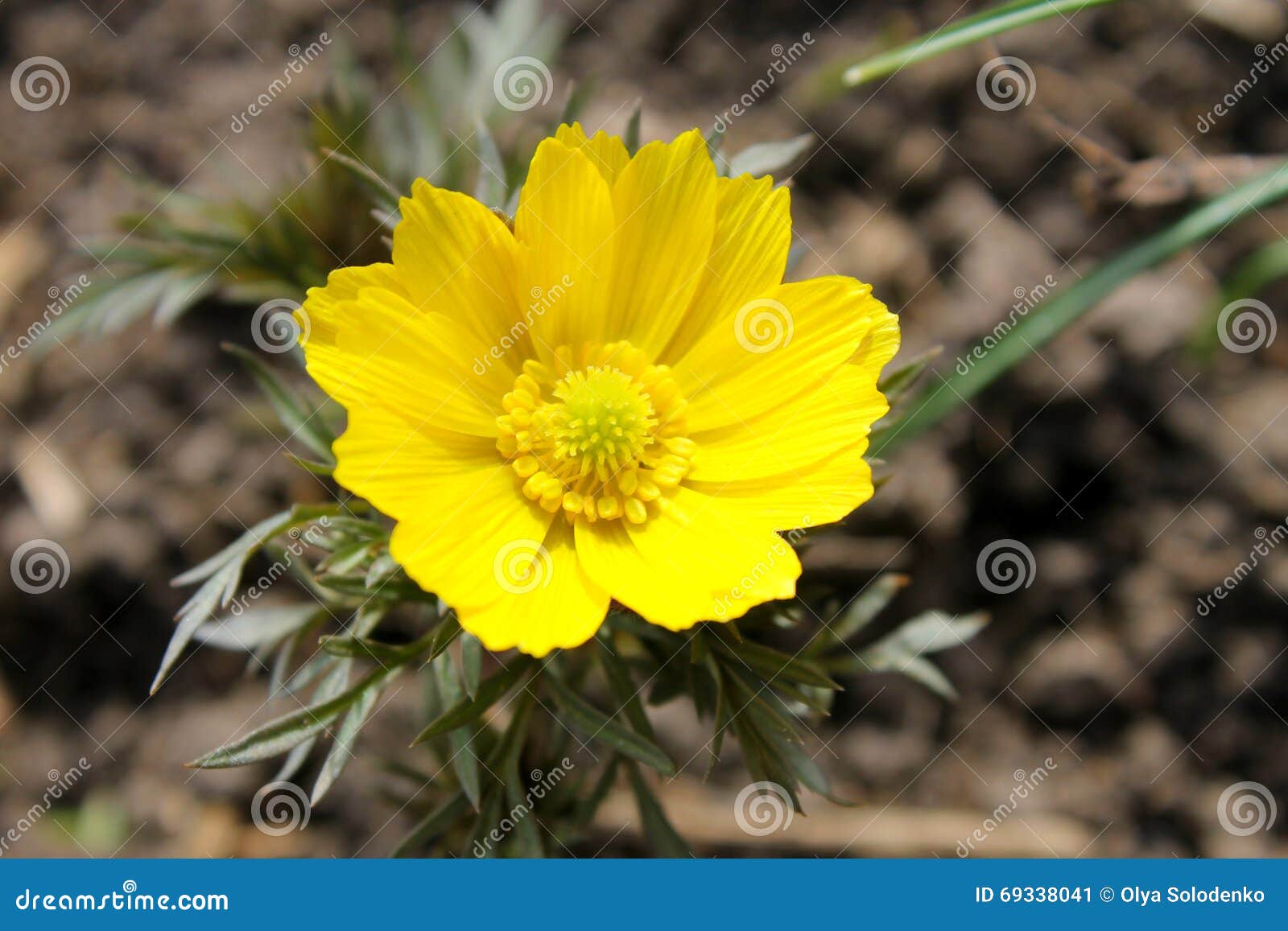 Yellow adonis stock image. Image of herb, decoration - 69338041