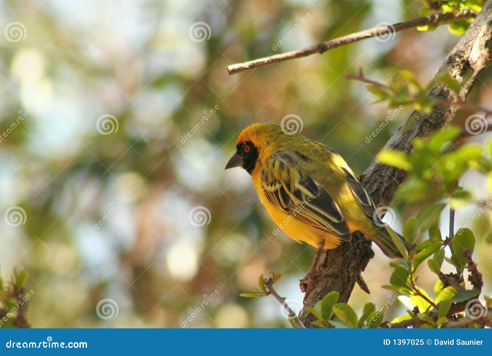Yellow African Bird stock image. Image of watching, color - 1397025