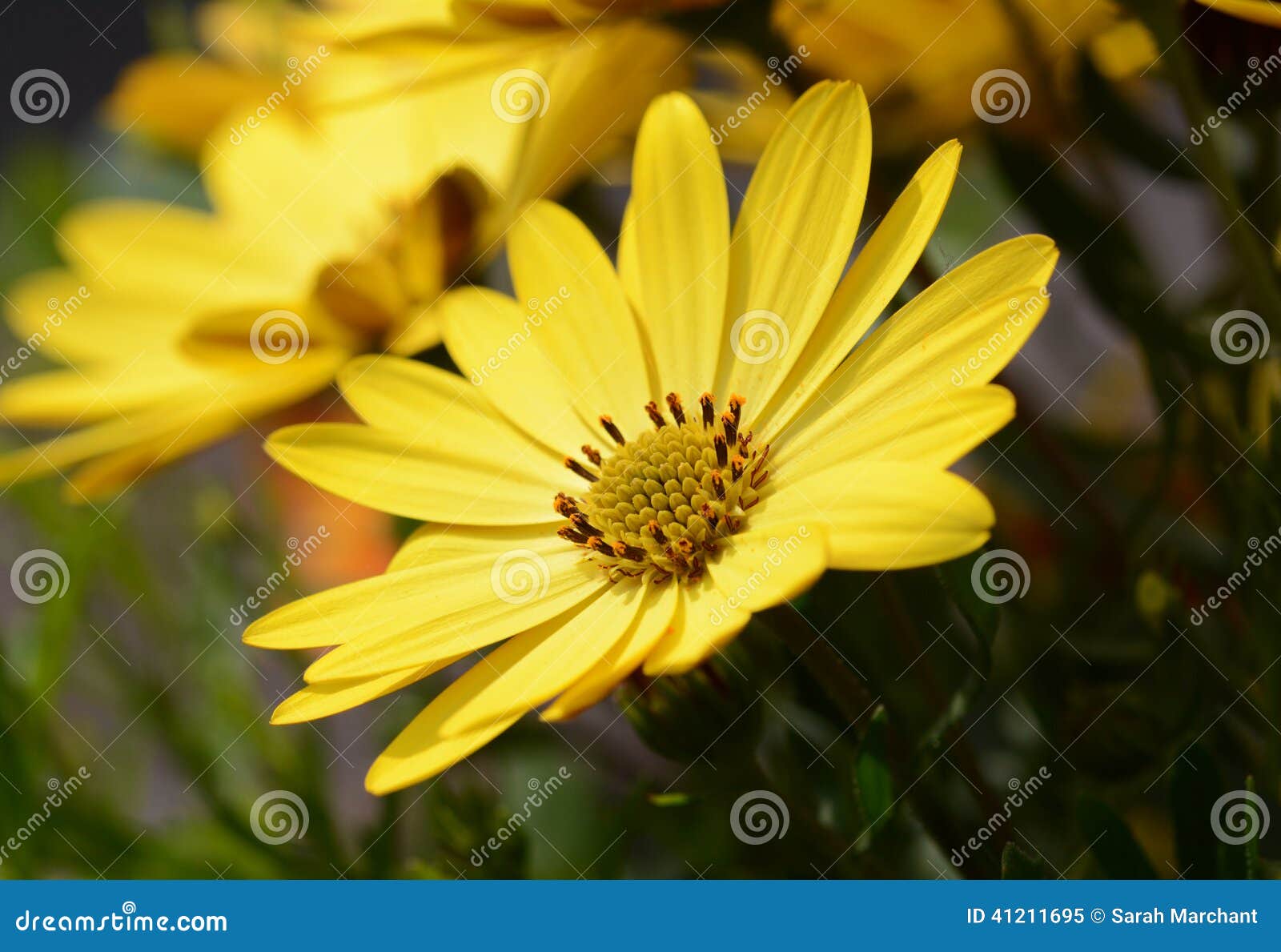 Yellow African Daisy Flower Stock Image - Image of closeup, selective ...
