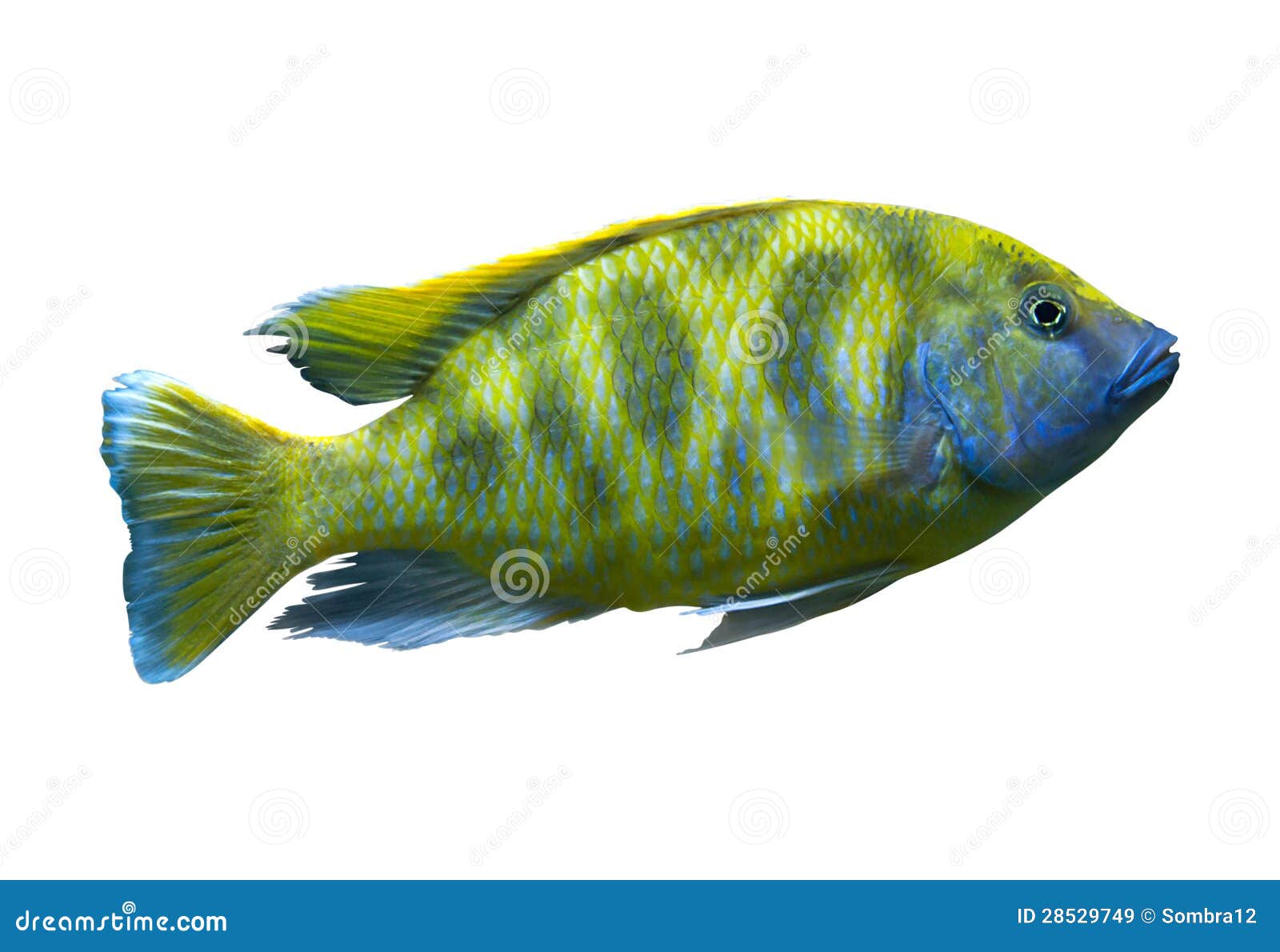 Yellow African Fish Giraffe Hap Stock Image - Image of reef, full: 28529749