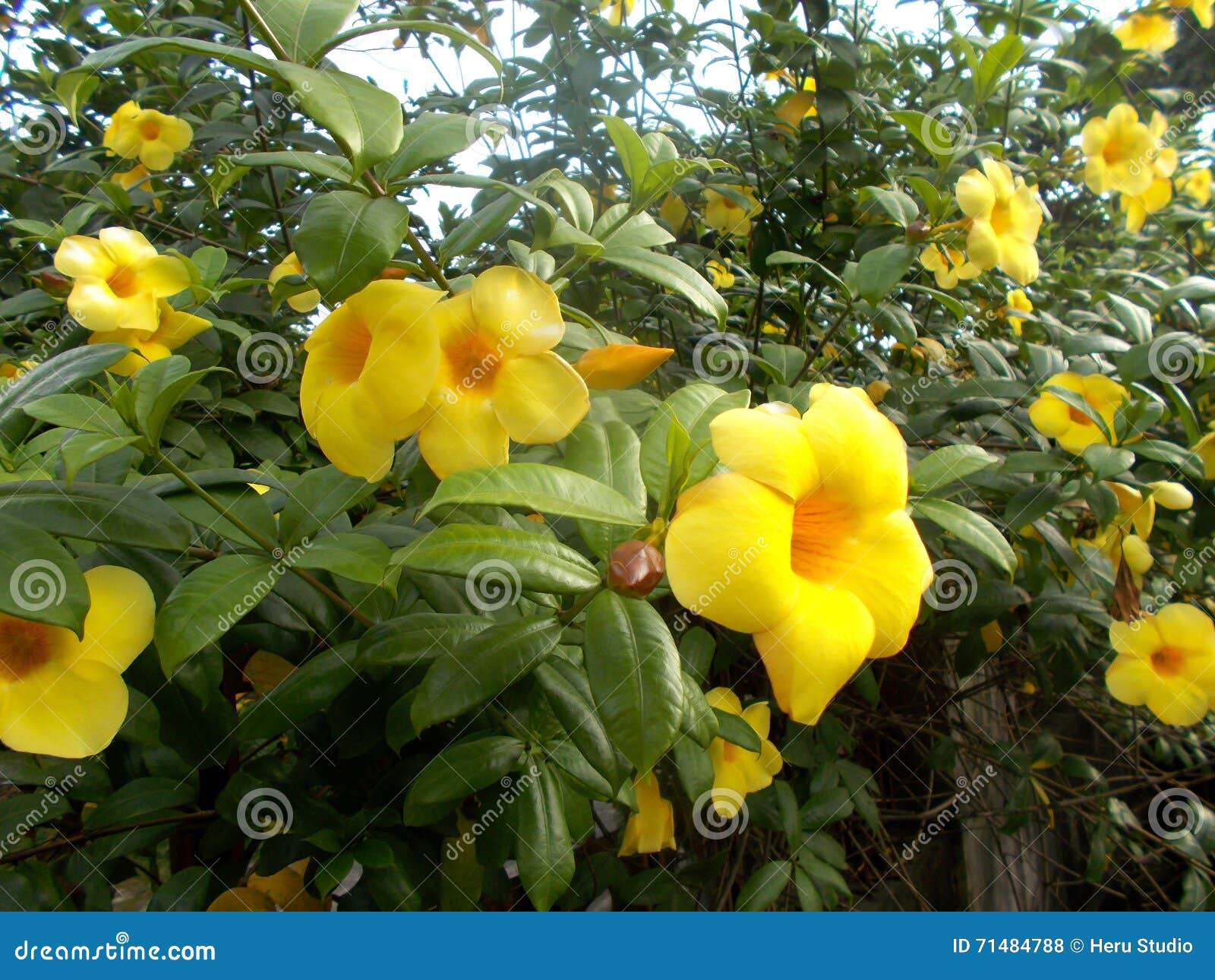 Yellow Alamanda Flowers at the Tree, Allamanda Stock Photo - Image of ...