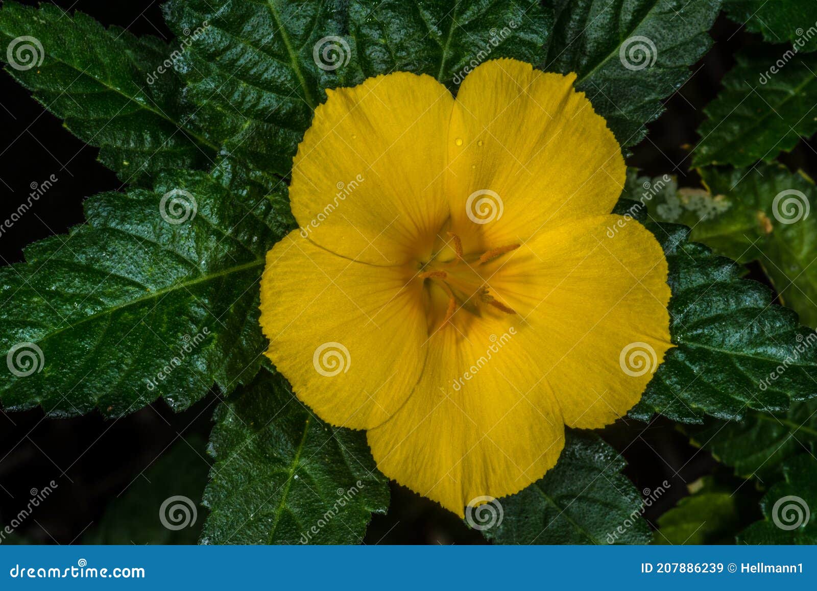 Yellow Alder Flower stock image. Image of closeup, blossom - 207886239