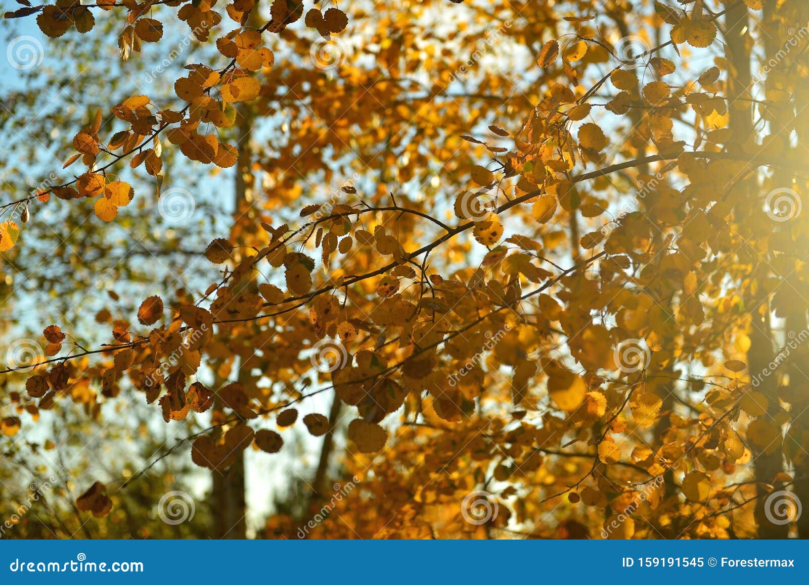 Yellow Alder Leaves at the Beginning of Autumn Stock Image - Image of ...