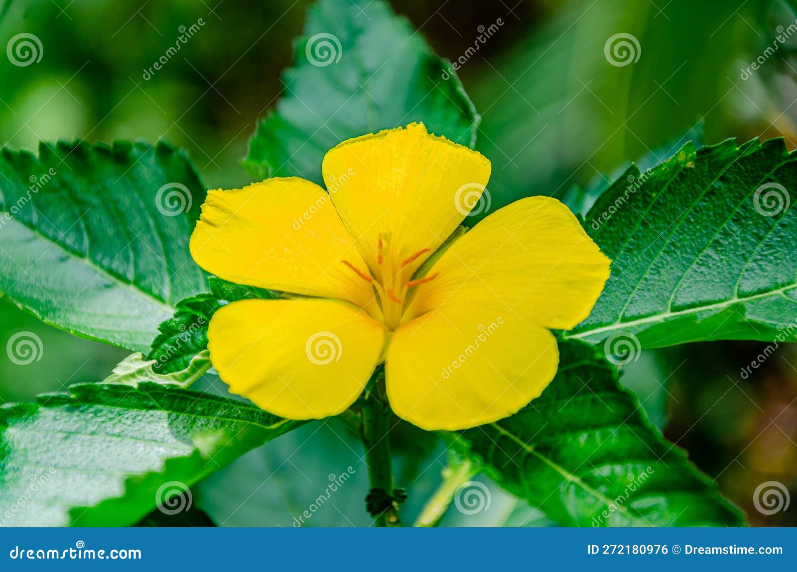Yellow Alder- Turnera Ulmifolia Flower Stock Photo - Image of nature ...