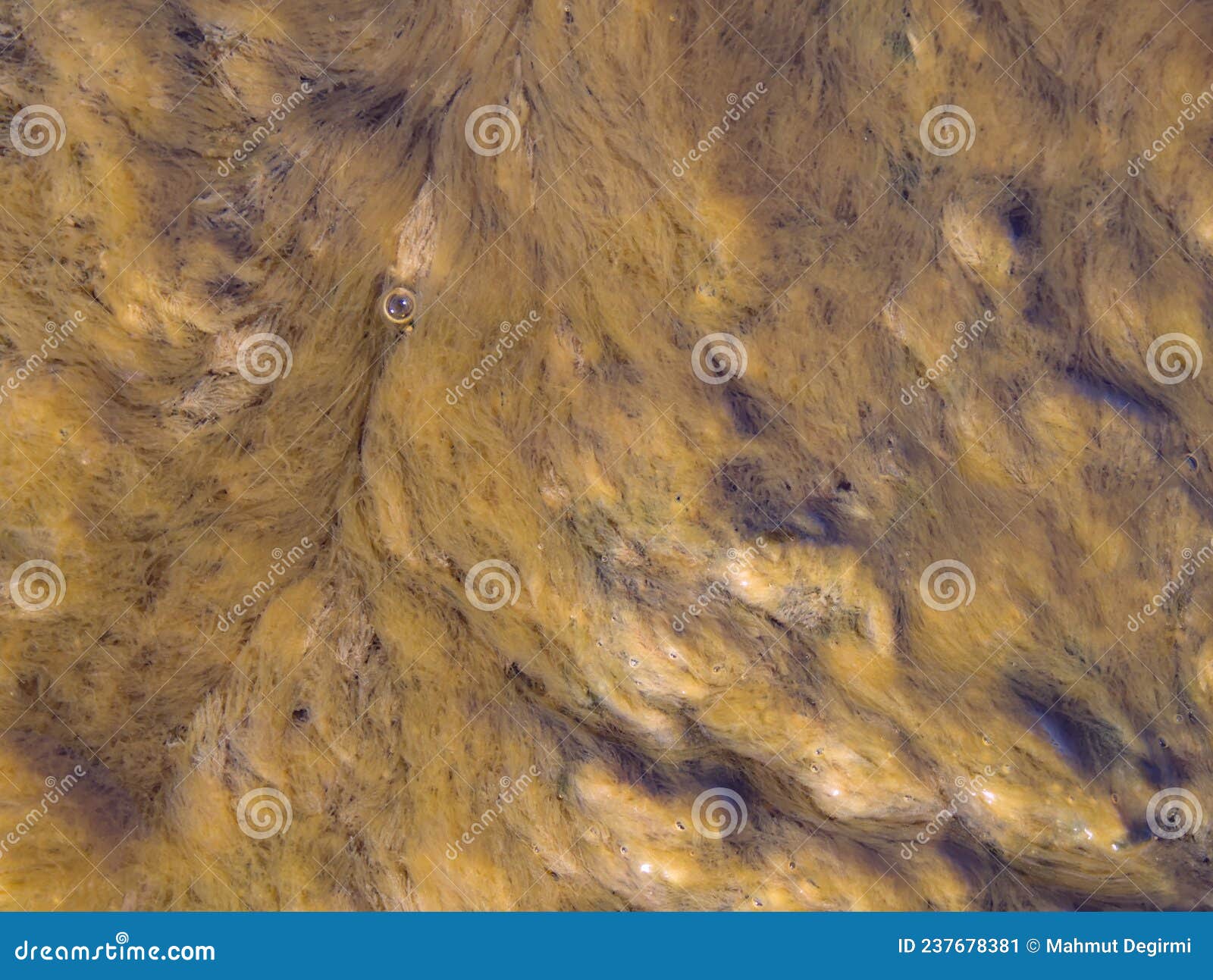 Yellow Algae Under Sea Water Stock Image - Image of abstract, marin ...