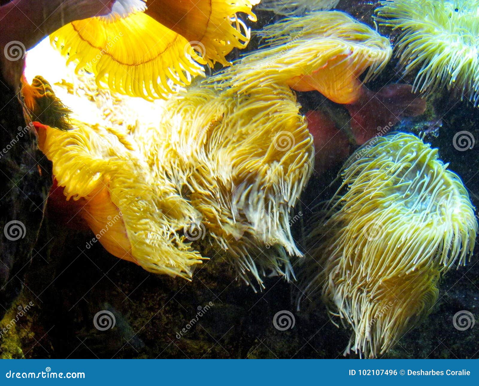 Yellow Algae On Rocky Nort Irish Coastline Stock Photography ...