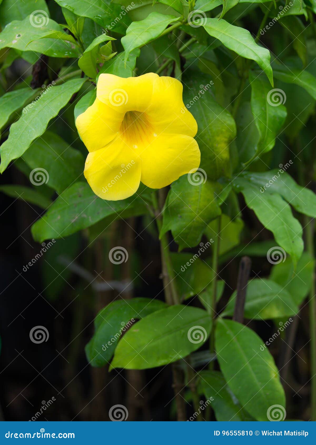 Yellow Allamanda Blooming stock photo. Image of beautiful - 96555810
