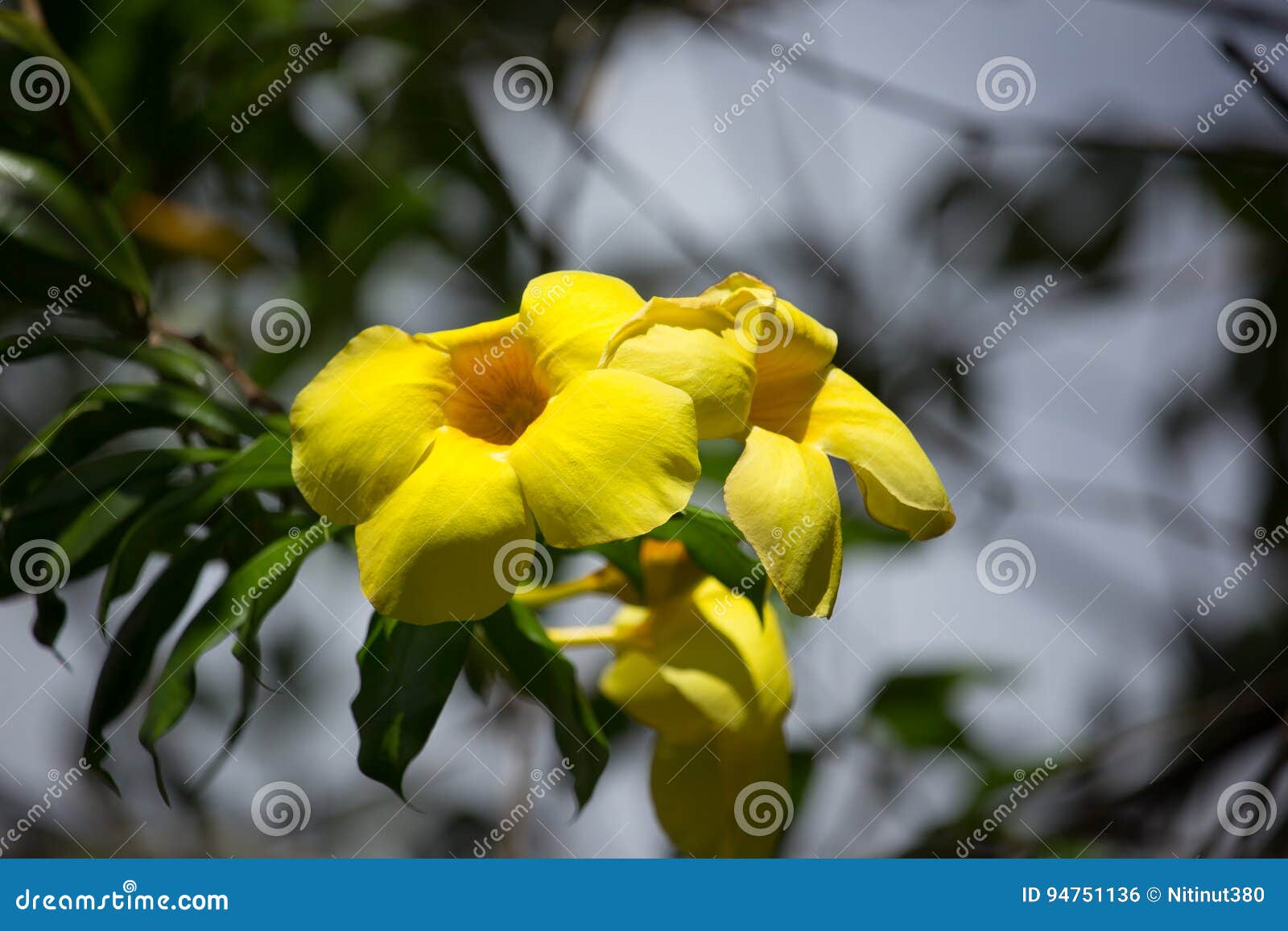 Yellow Allamanda Flower with Blue Sky Background Stock Photo - Image of ...