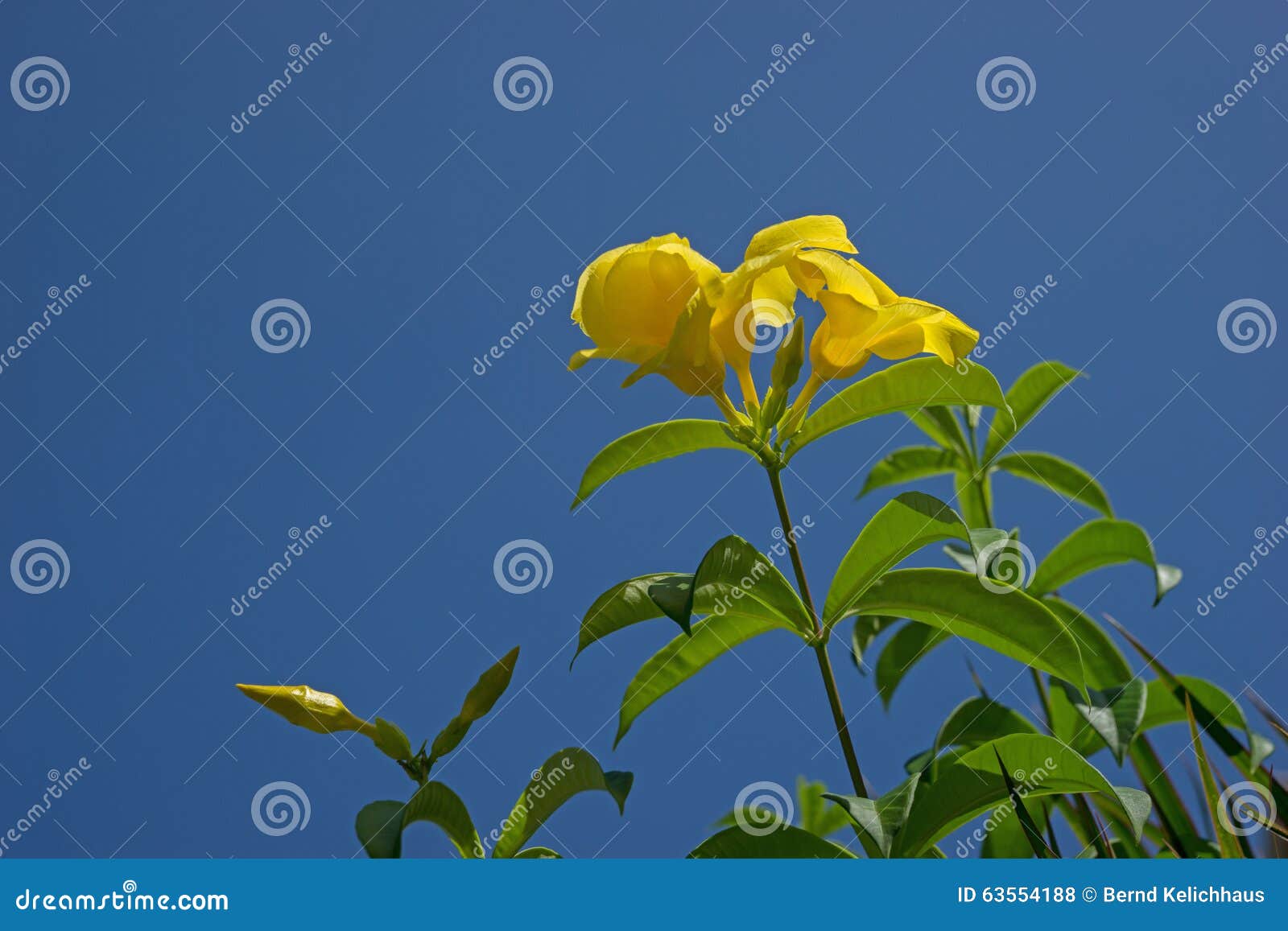 Yellow Allamanda Flower in Garden Stock Photo - Image of fresh, leaf ...