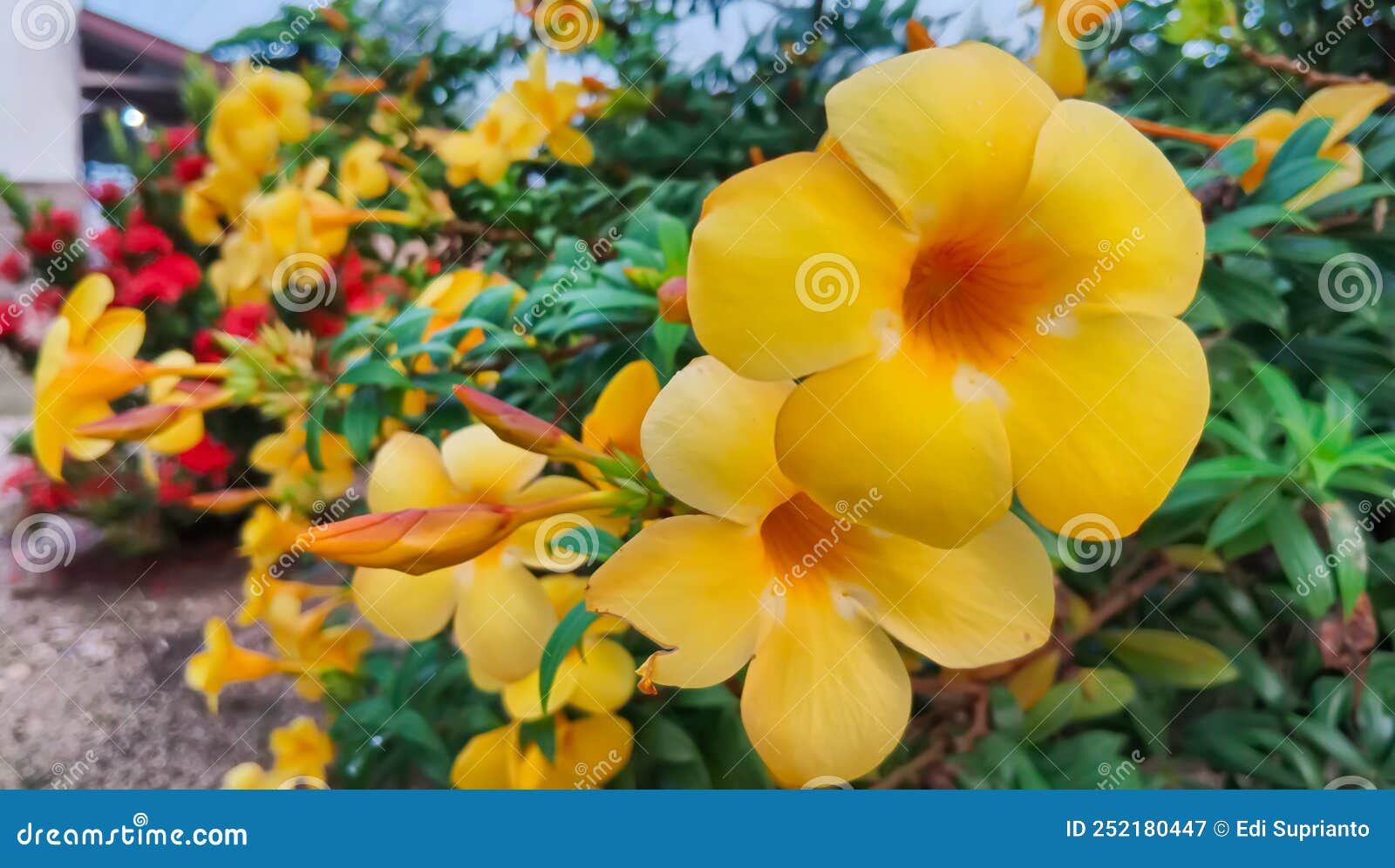 The Yellow Allamanda Flower Stock Image - Image of bright, flower ...