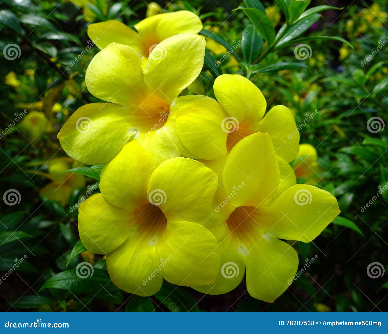 Yellow allamanda flowers stock photo. Image of natural - 78207538