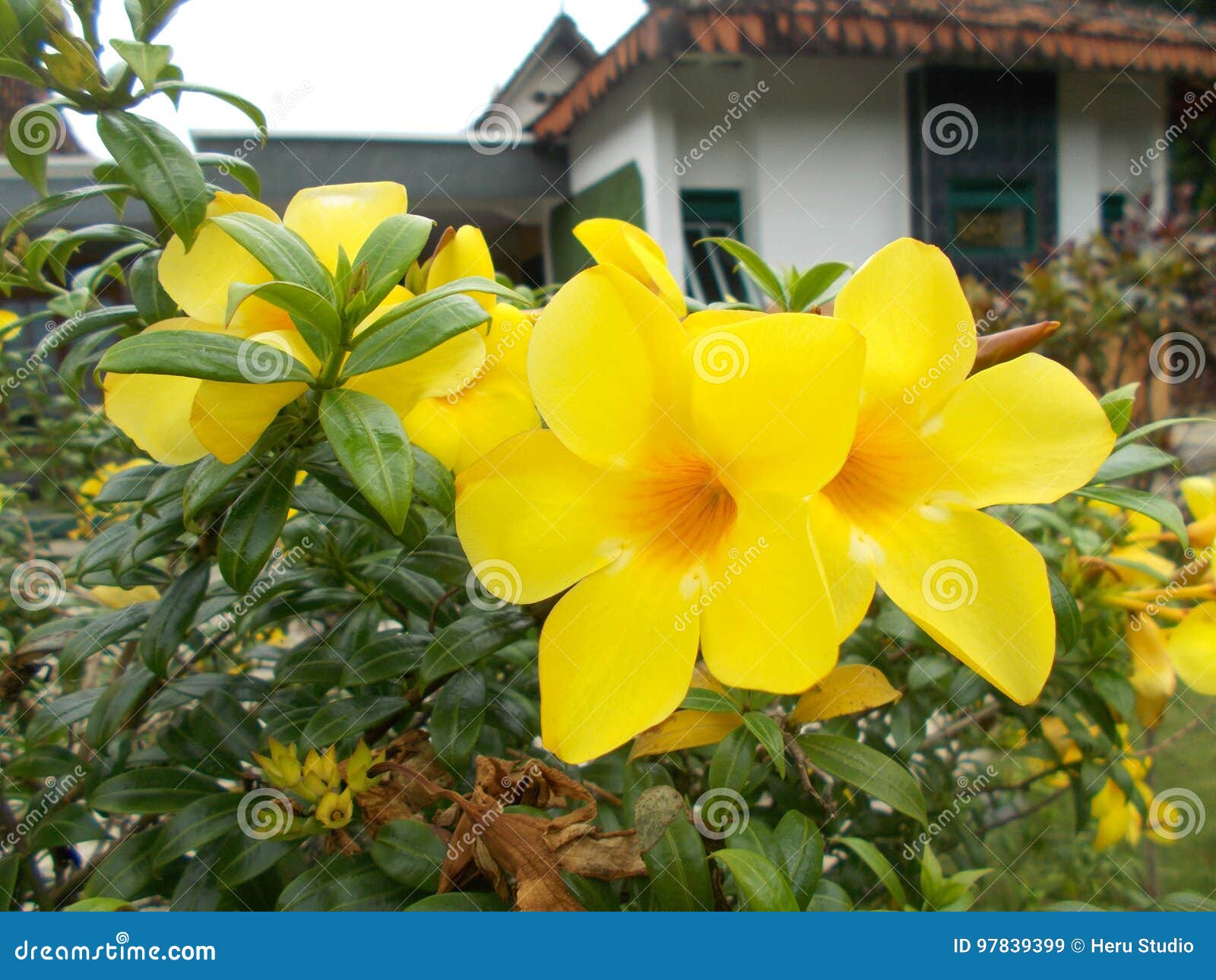 Yellow allamanda flowers stock image. Image of blube - 97839399