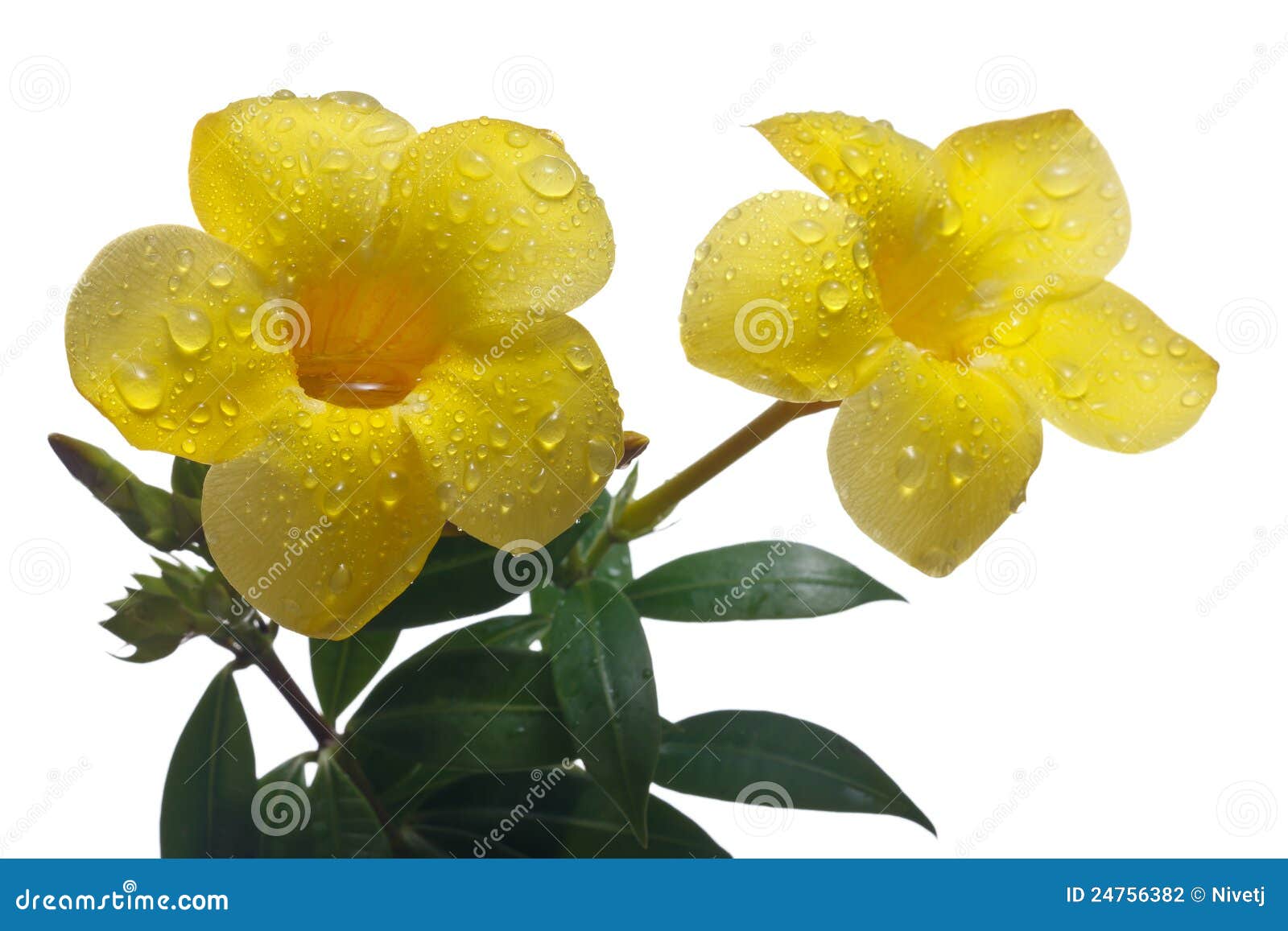 Yellow Allamanda Or Golden Trumpet Stock Photo - Image of flora ...