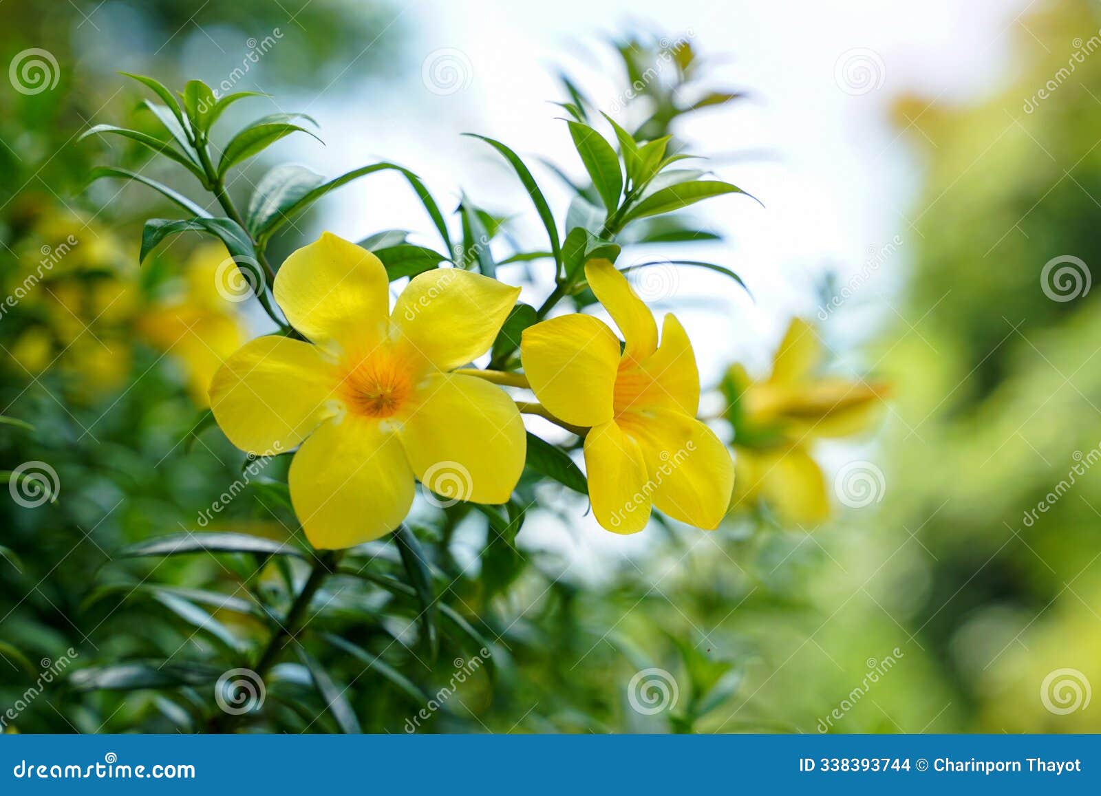 Yellow Allamanda Tree is a Semi-climbing Shrub with a Bouquet of ...