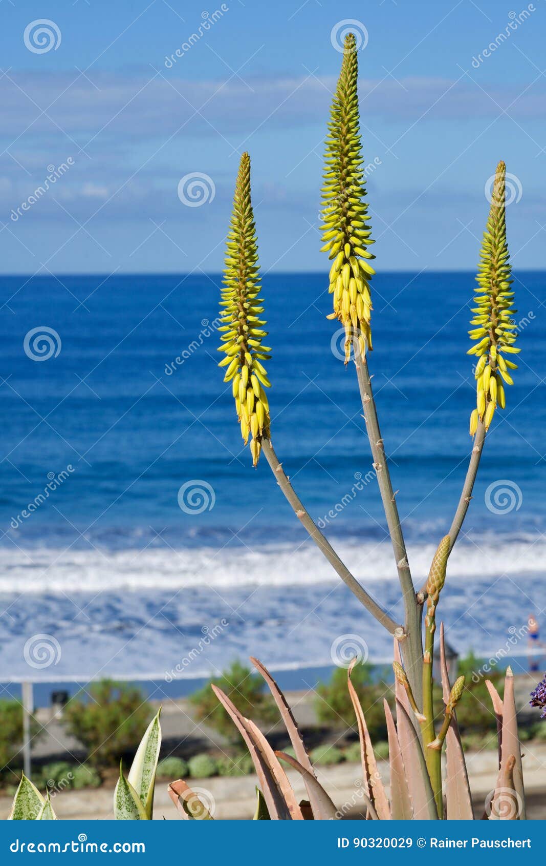 Yellow aloe vera stock image. Image of tropical, exotic - 90320029