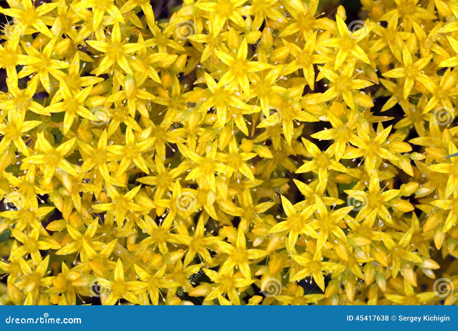 Yellow Alpine Flowers Texture Background Stock Photo - Image of fresh ...