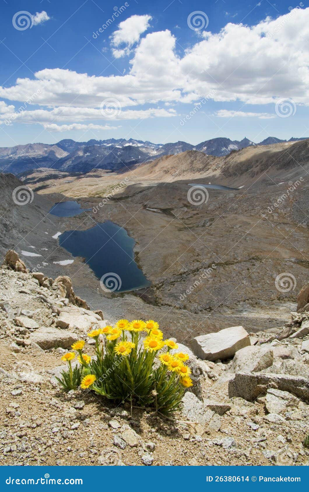 Yellow Alpine Gold Wildflowers Stock Photo - Image of elevation ...